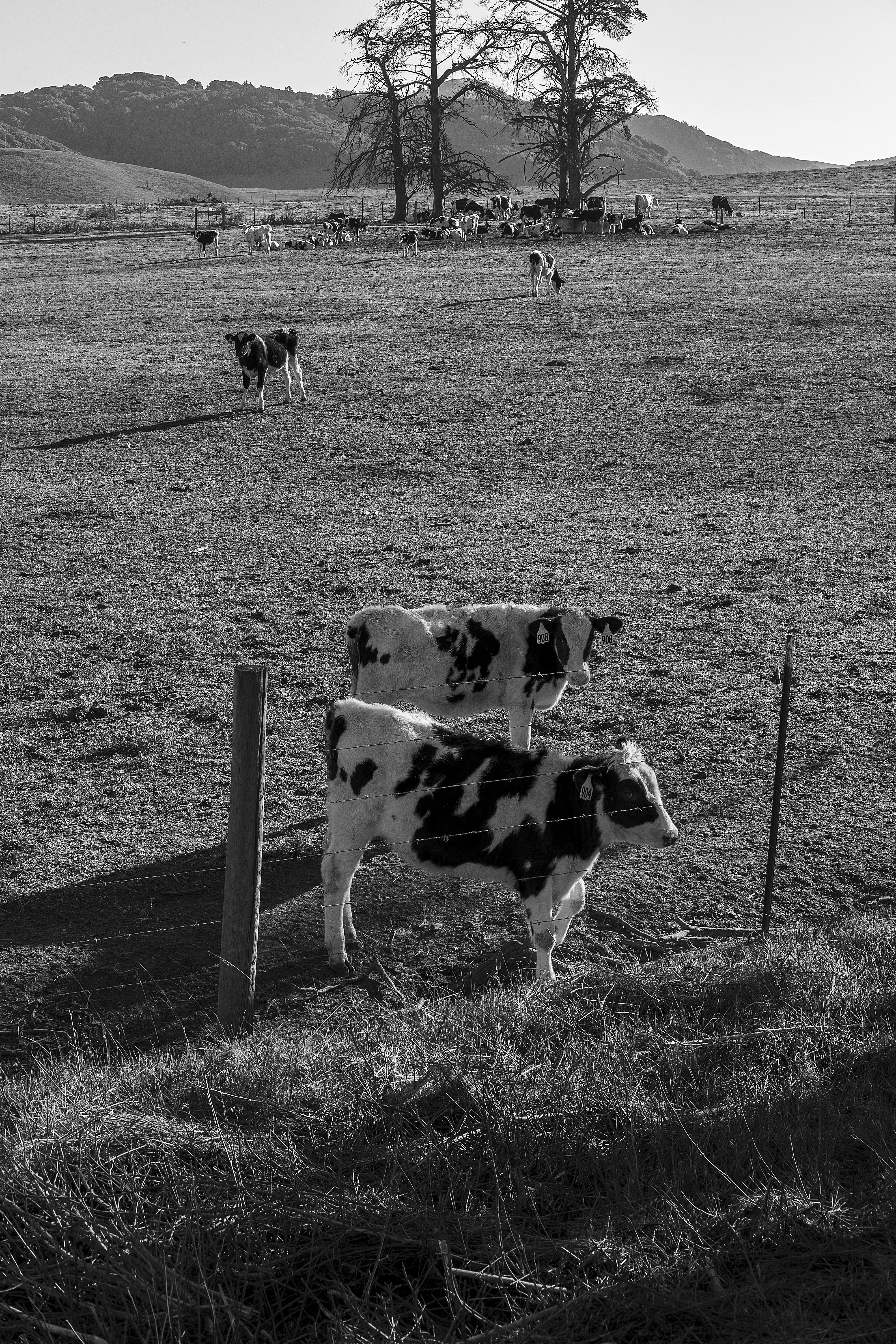 Cows in Enclosure on Farm · Free Stock Photo