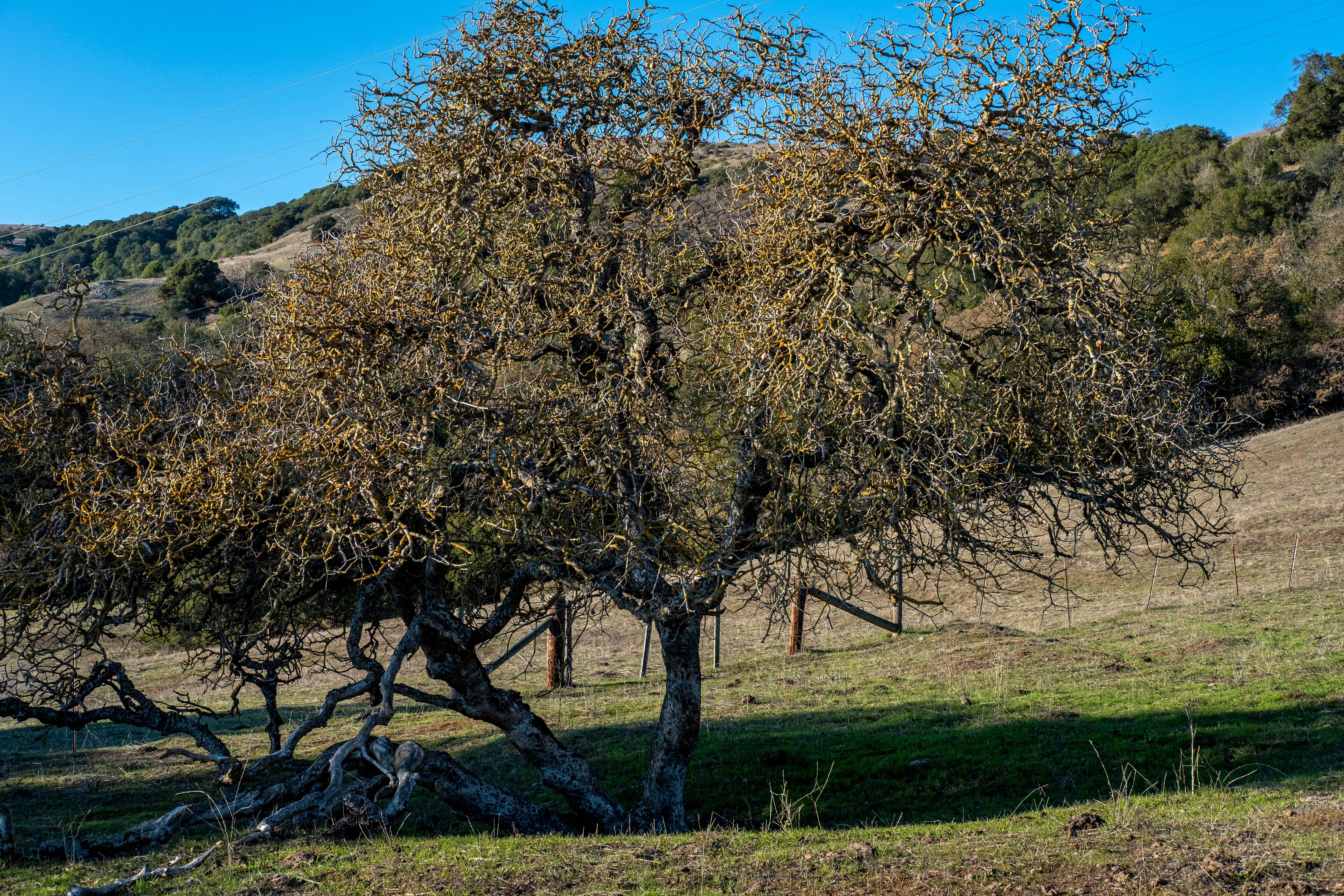 4k Lote Tree Field Photos, Download The BEST Free 4k Lote Tree Field ...