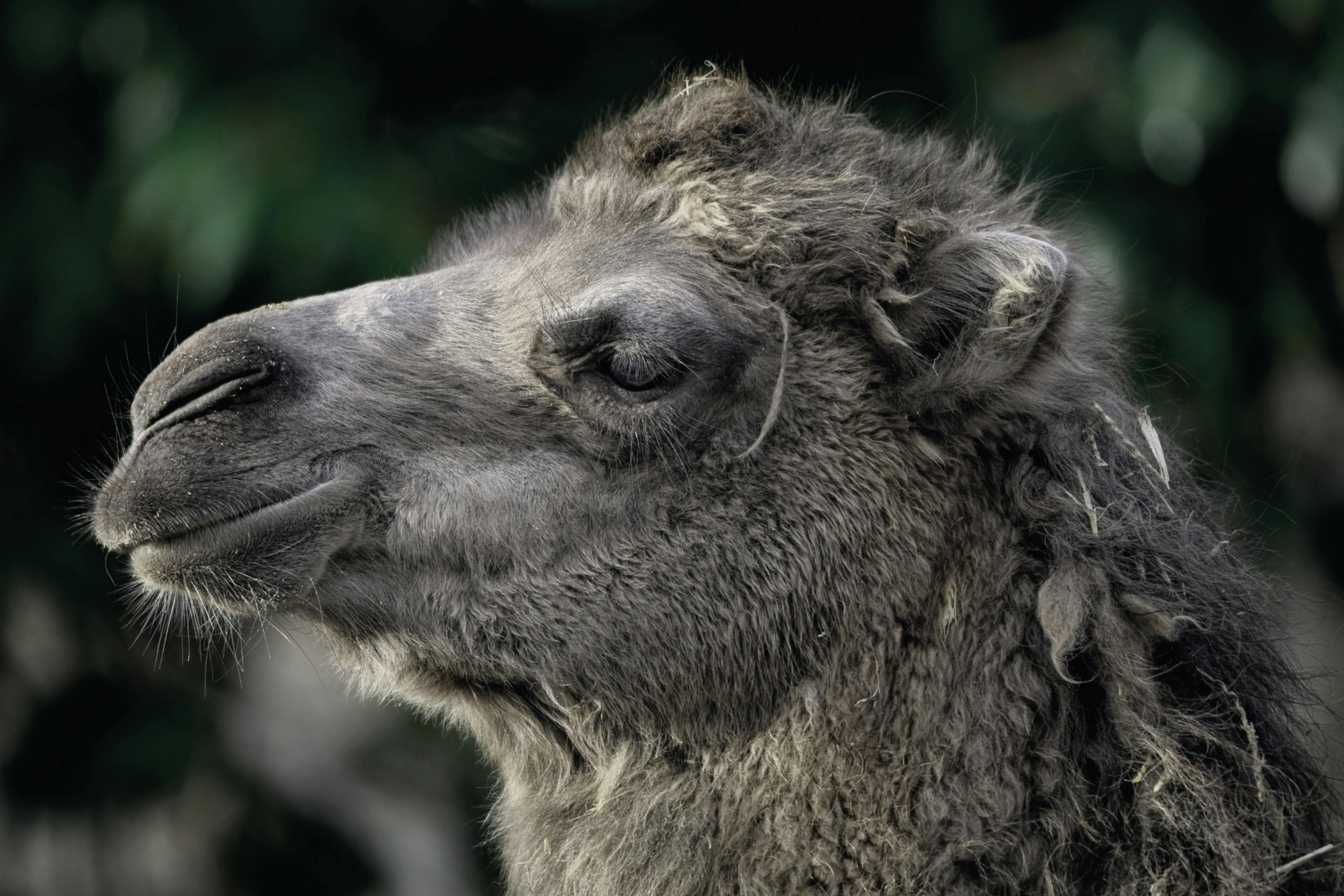 Desktop Backgrounds Zoo Photos, Download The BEST Free Desktop ...