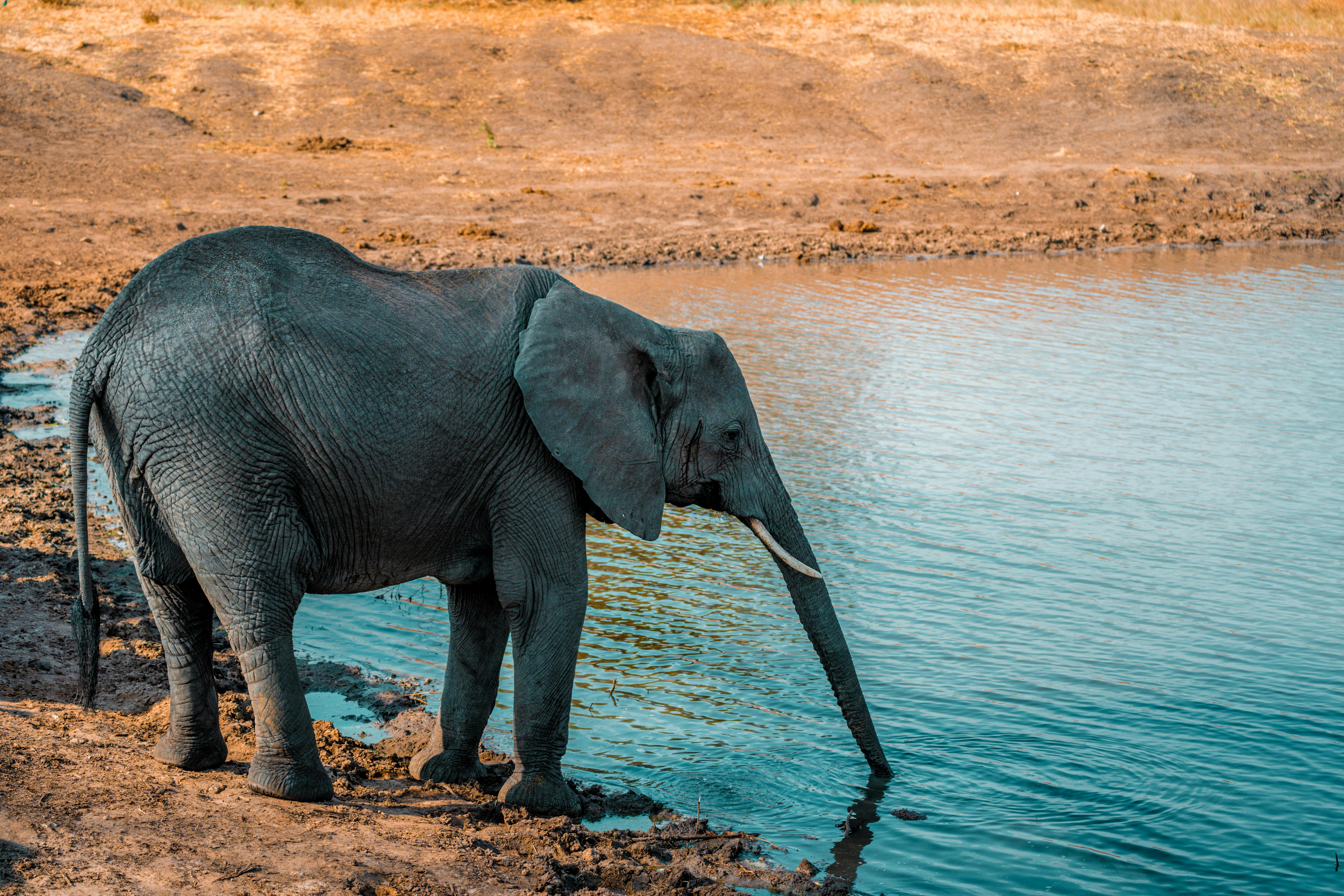 An Elephant Drinking a Water · Free Stock Photo