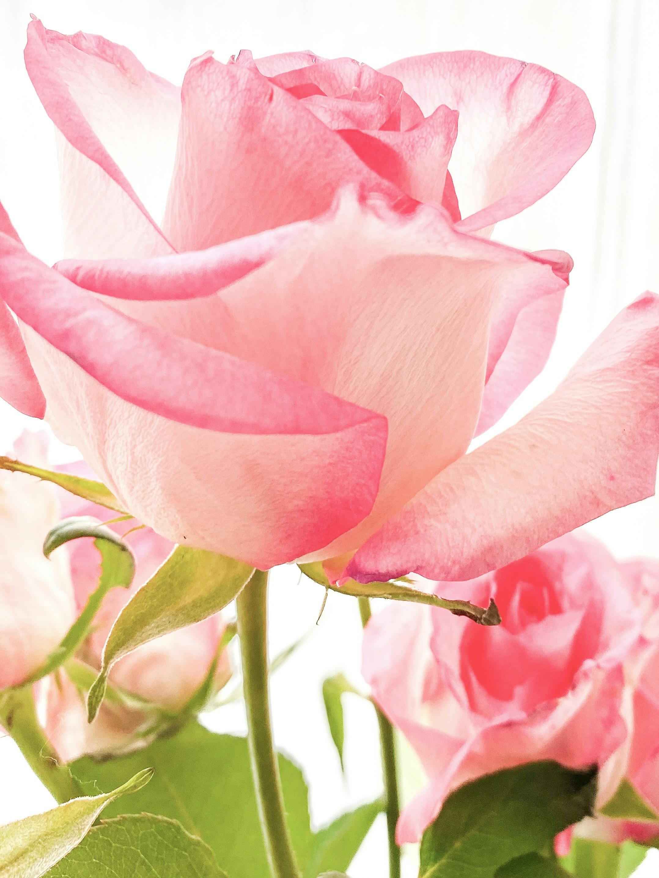 Close-Up Shot of a Blooming Pink Rose · Free Stock Photo