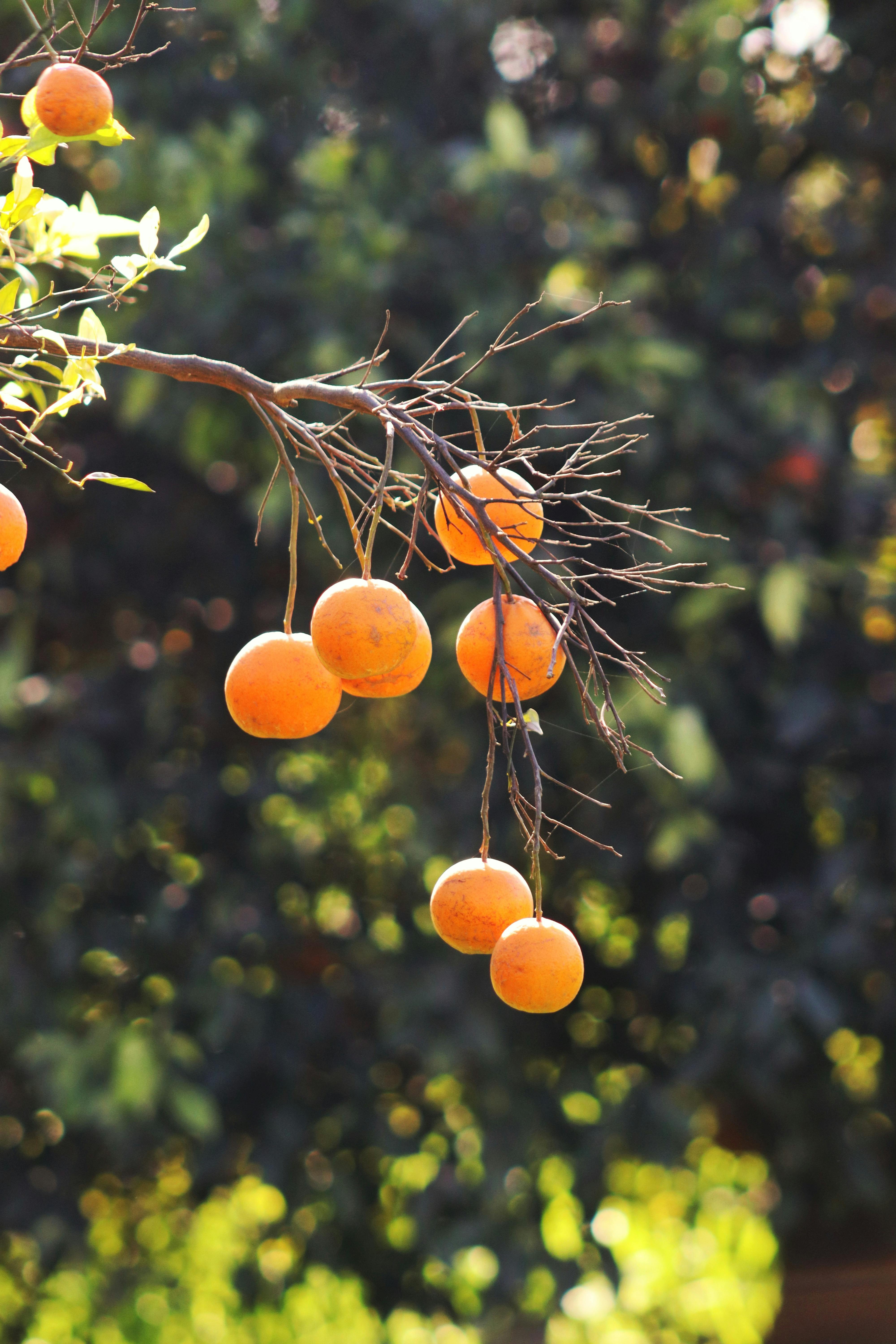 Orange Trees in Orchard · Free Stock Photo