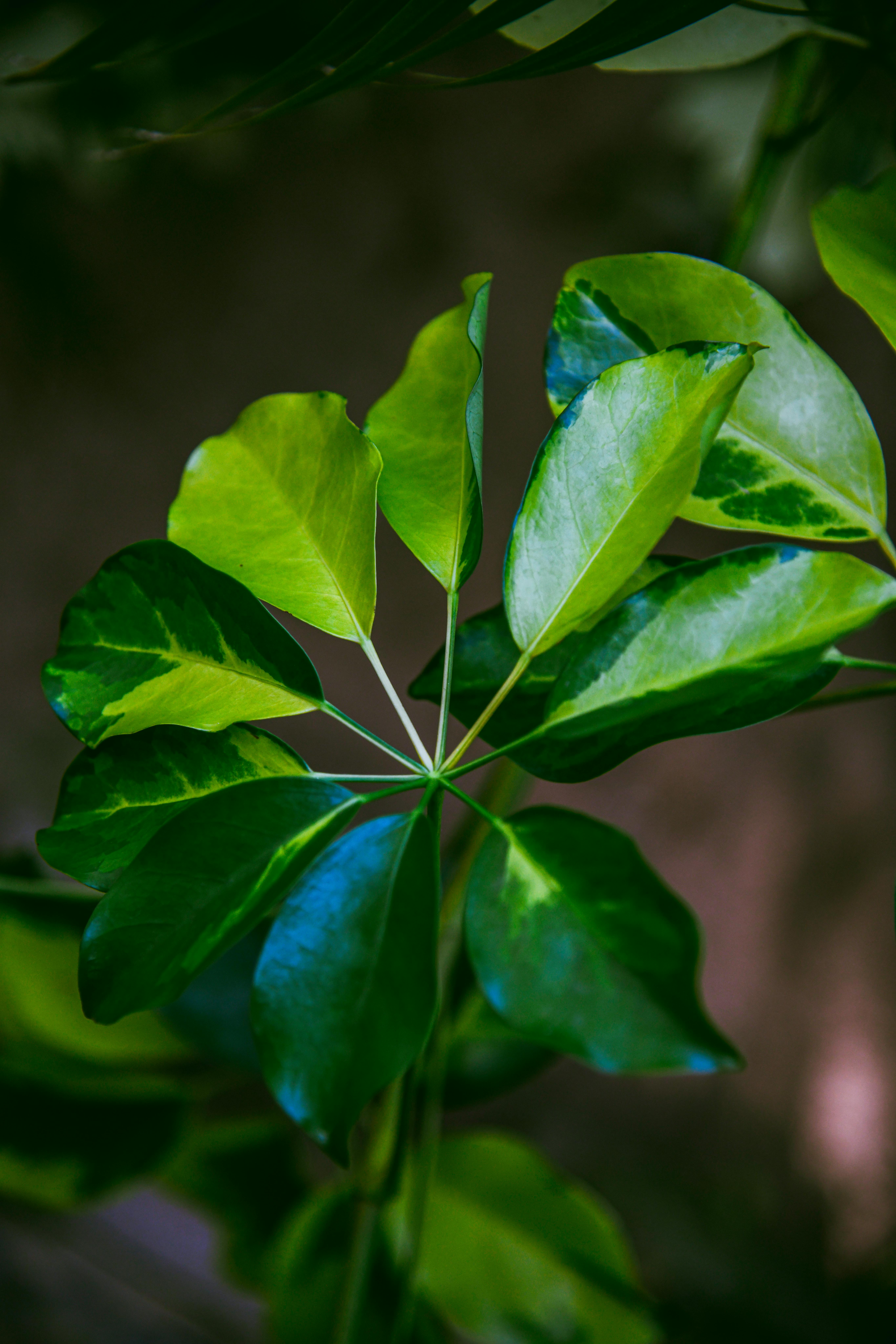 Green Leaf Plant in Close Up Photography · Free Stock Photo