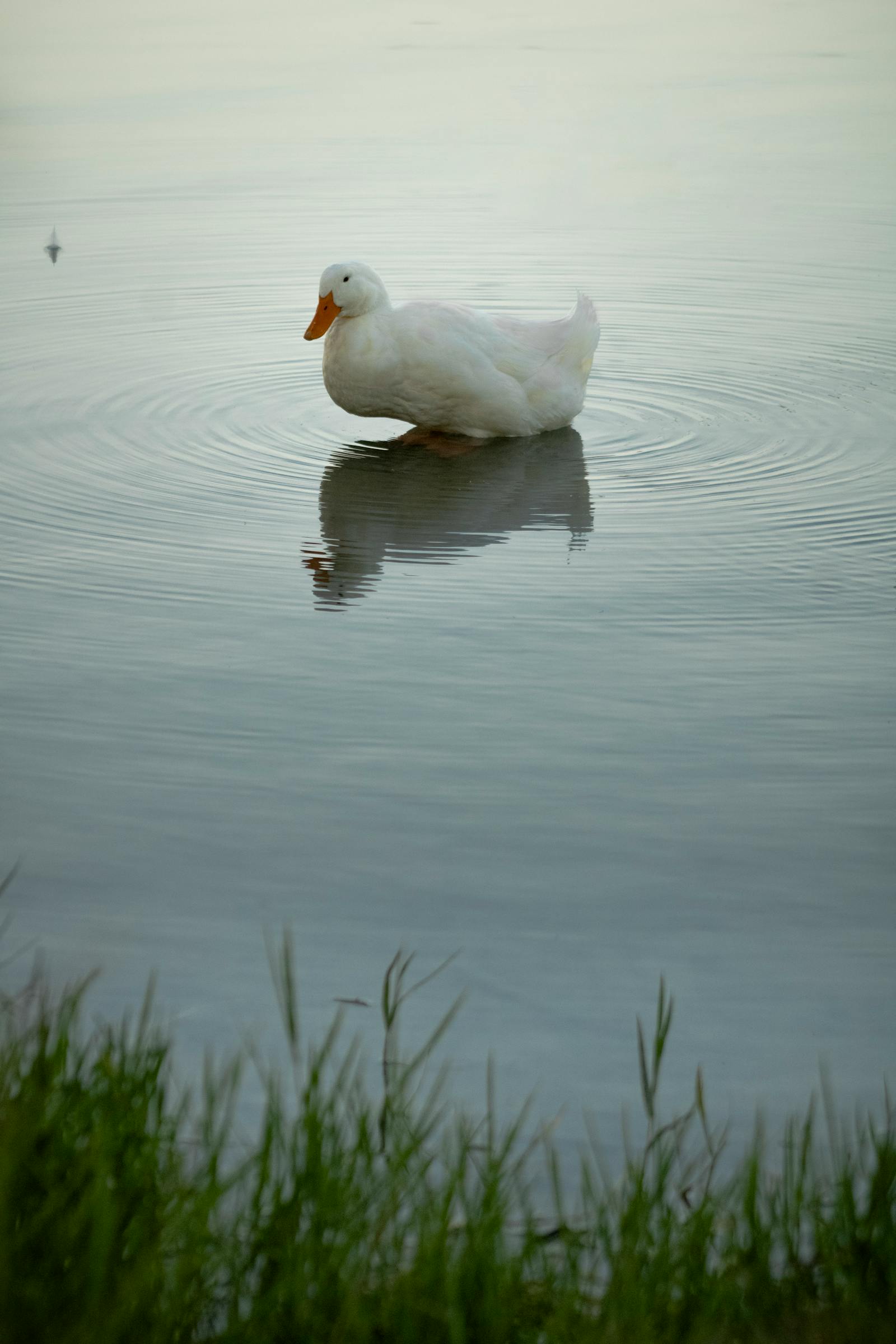 White Duck Photos, Download The BEST Free White Duck Stock Photos & HD ...