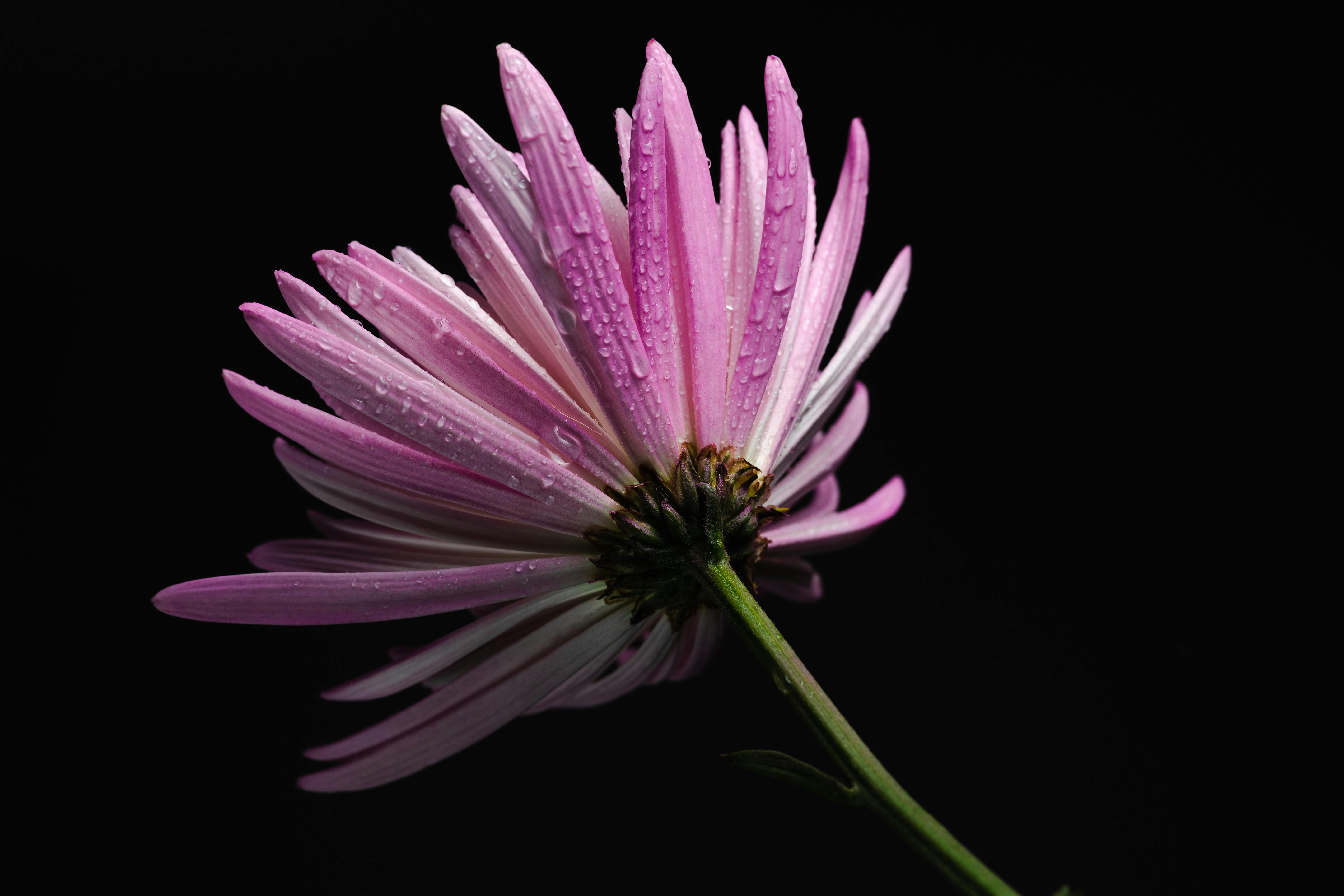 Foto profissional gratuita de áster, broto, fechar se, flor cor de rosa ...