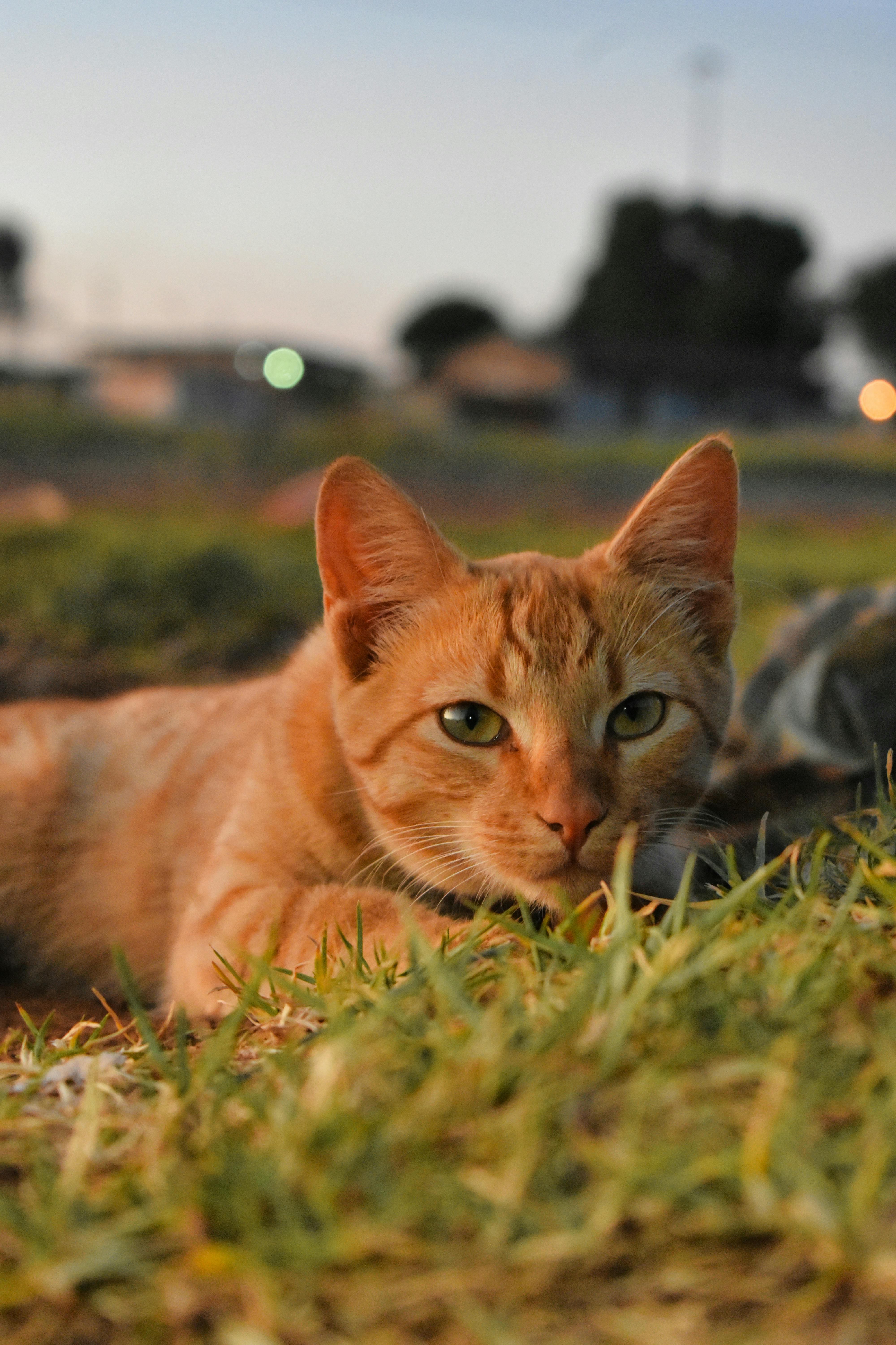 Suburban Background Photos, Download The BEST Free Suburban Background ...