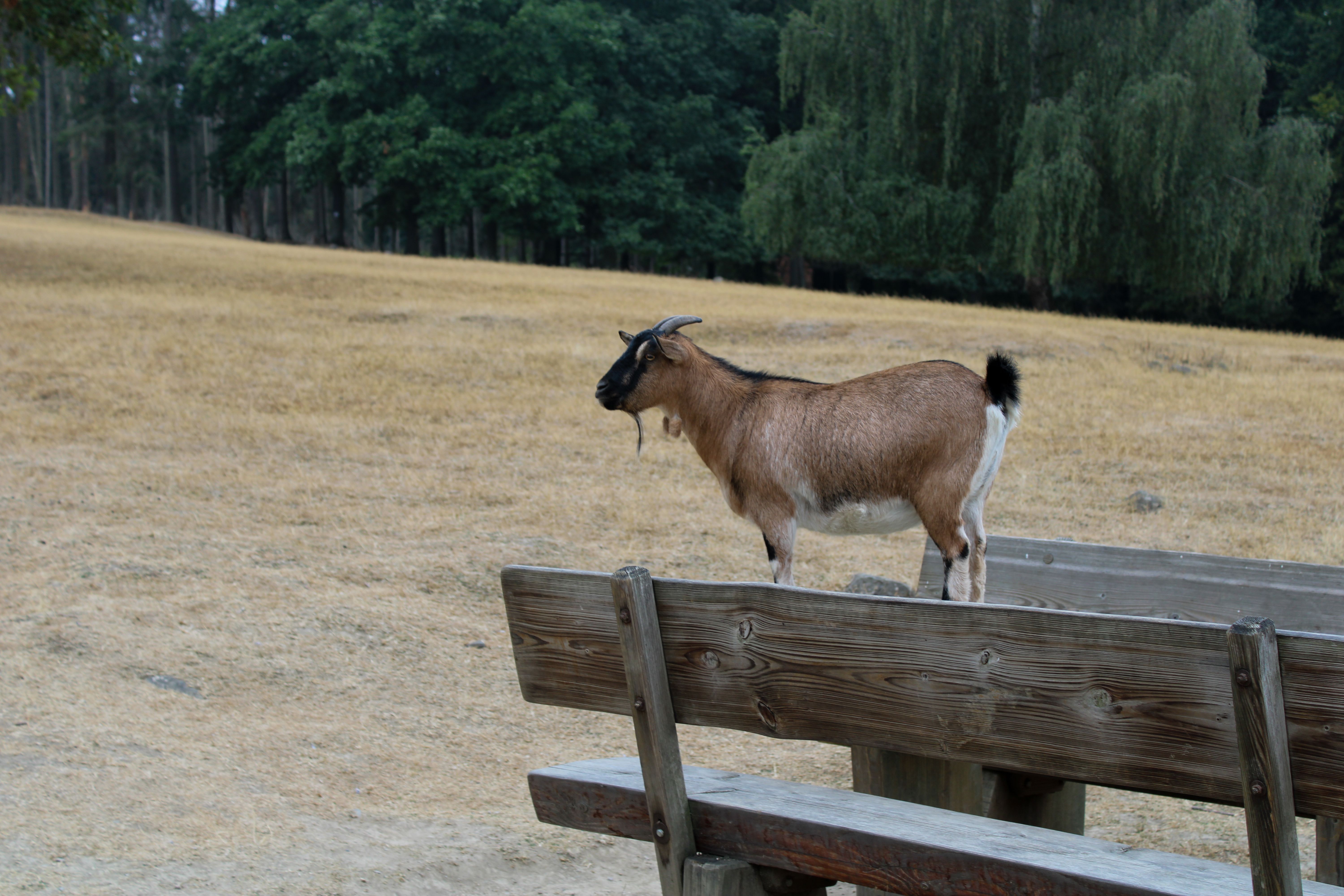 Goat on a Wooden Bench · Free Stock Photo