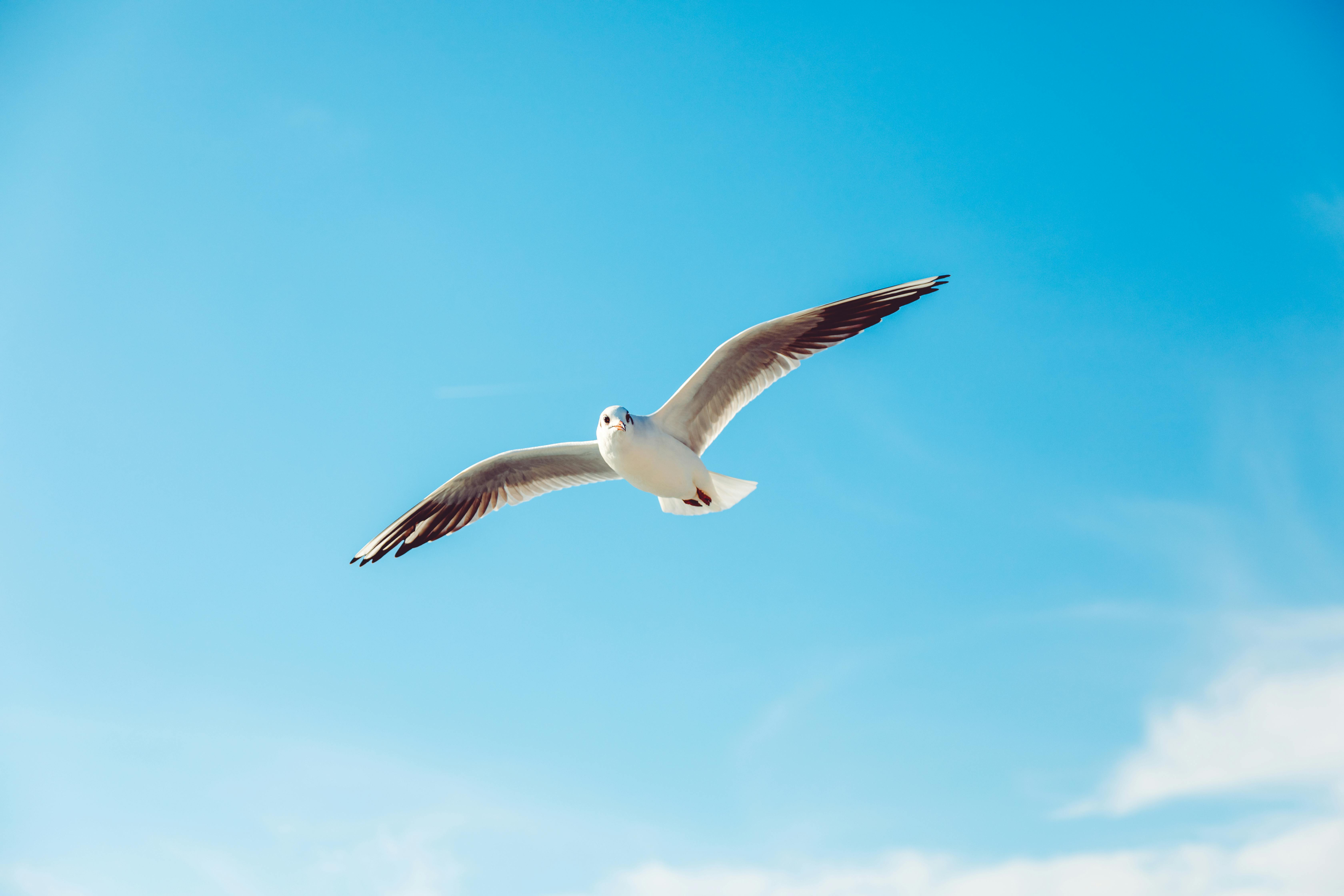 White Bird Flying · Free Stock Photo