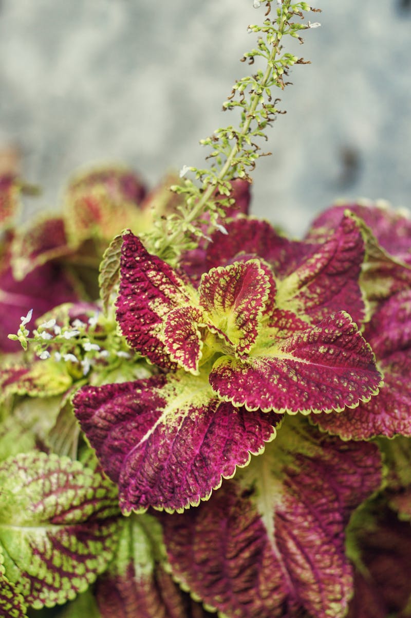 Copperhead Coleus Photos, Download The BEST Free Copperhead Coleus ...
