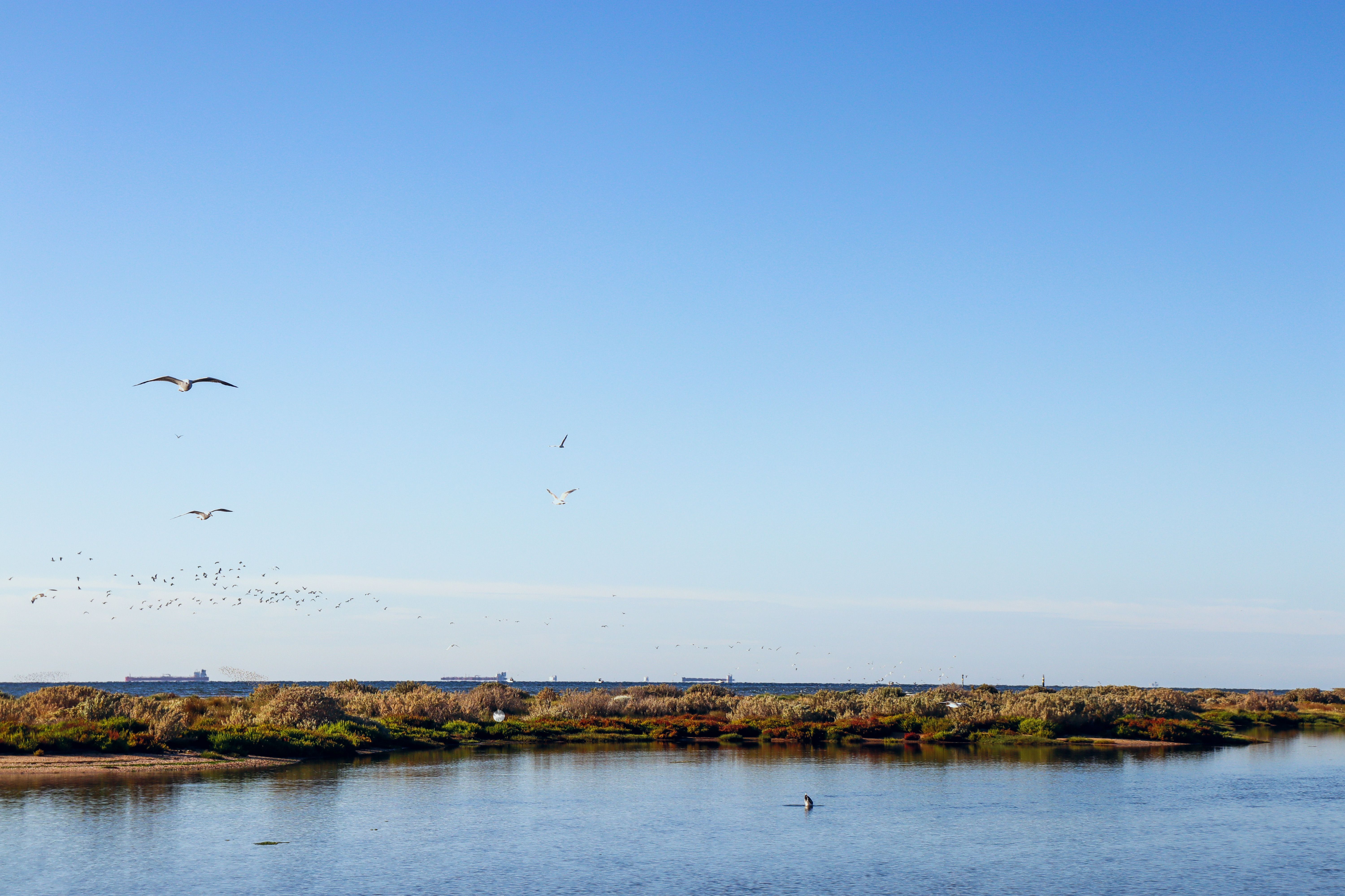 Birds Flying above Lake under Blue Sky · Free Stock Photo