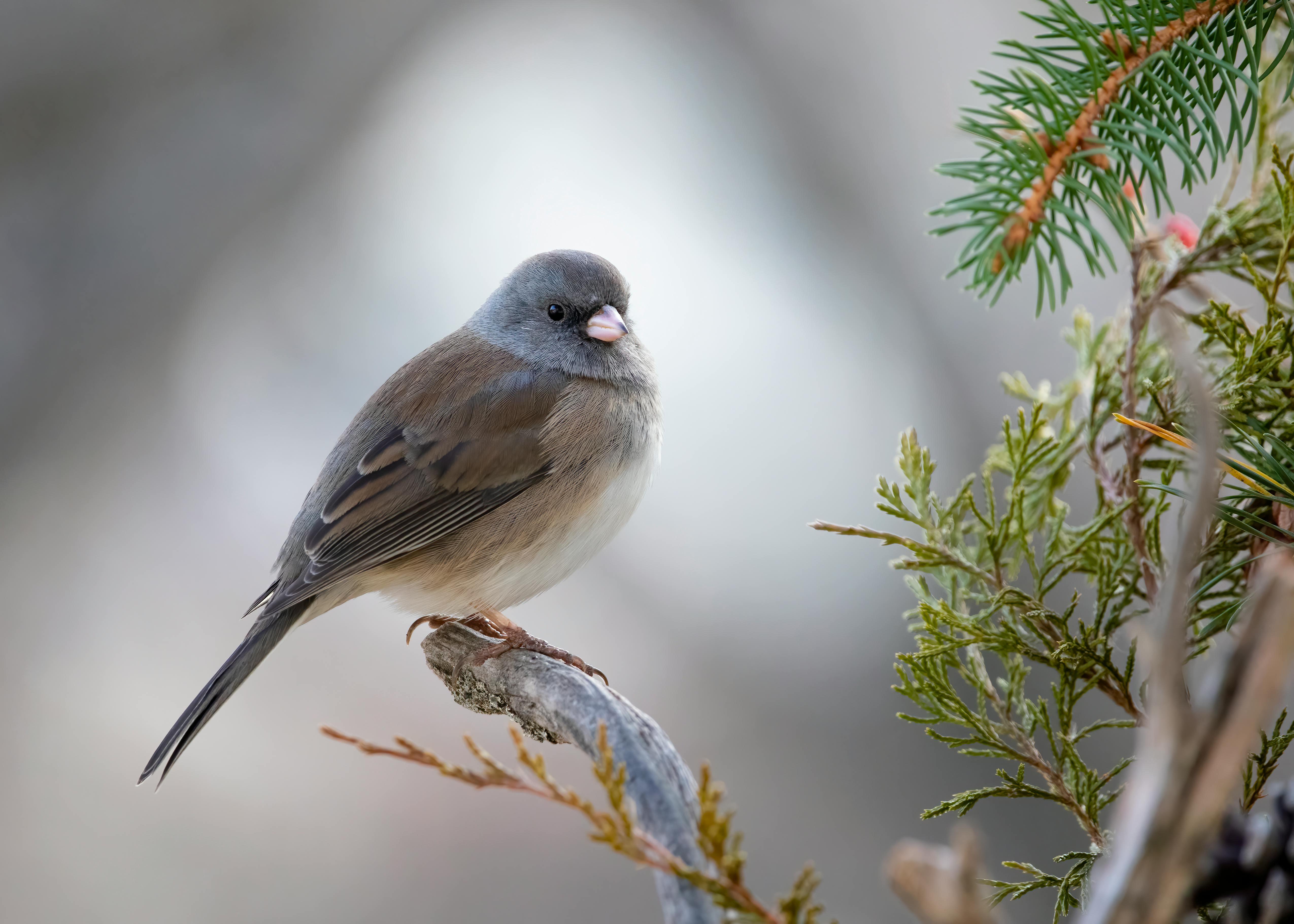 Close Up Photo of Bird Perched on Tree Branch · Free Stock Photo