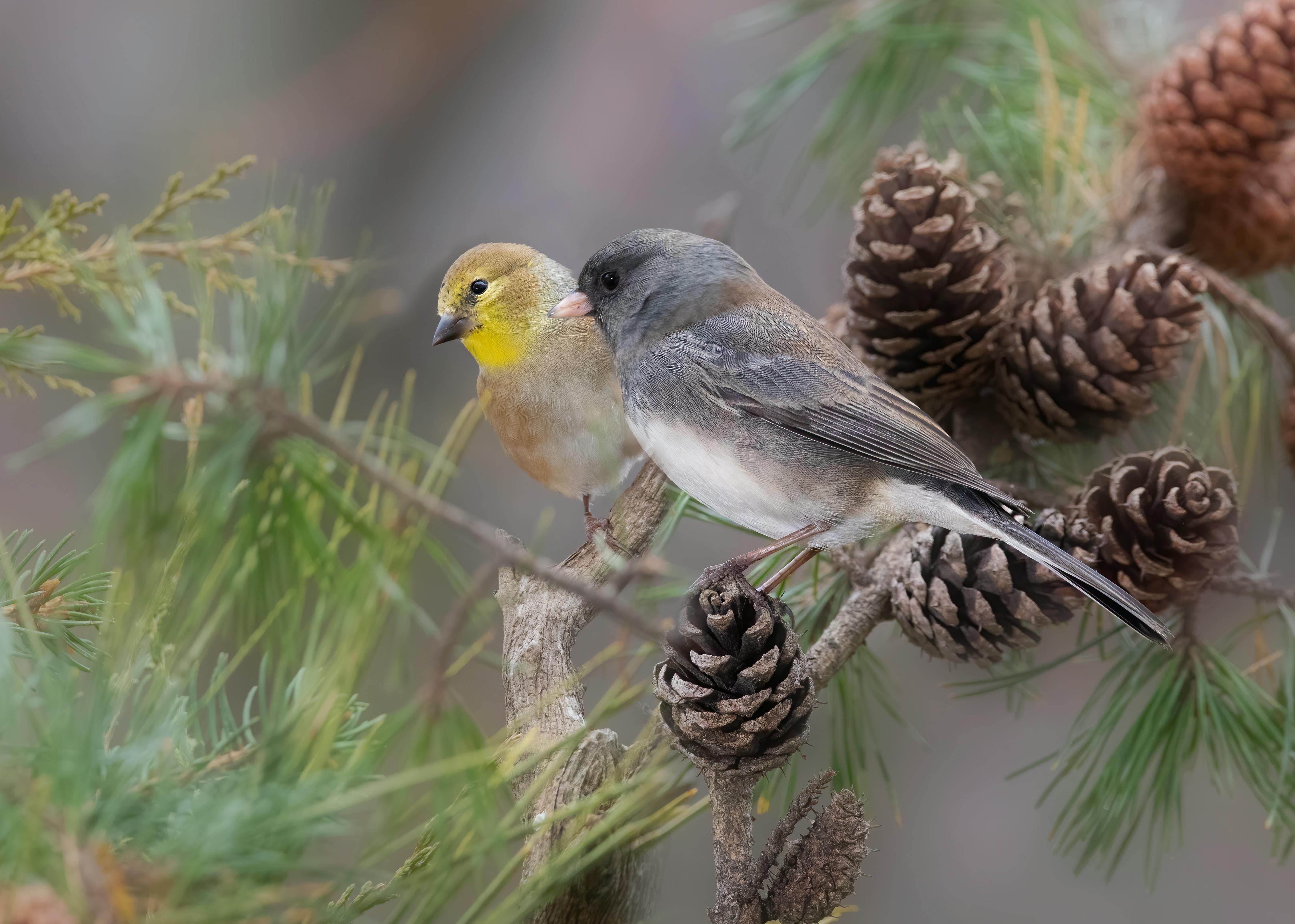 White Winged Junco Photos, Download The BEST Free White Winged Junco ...