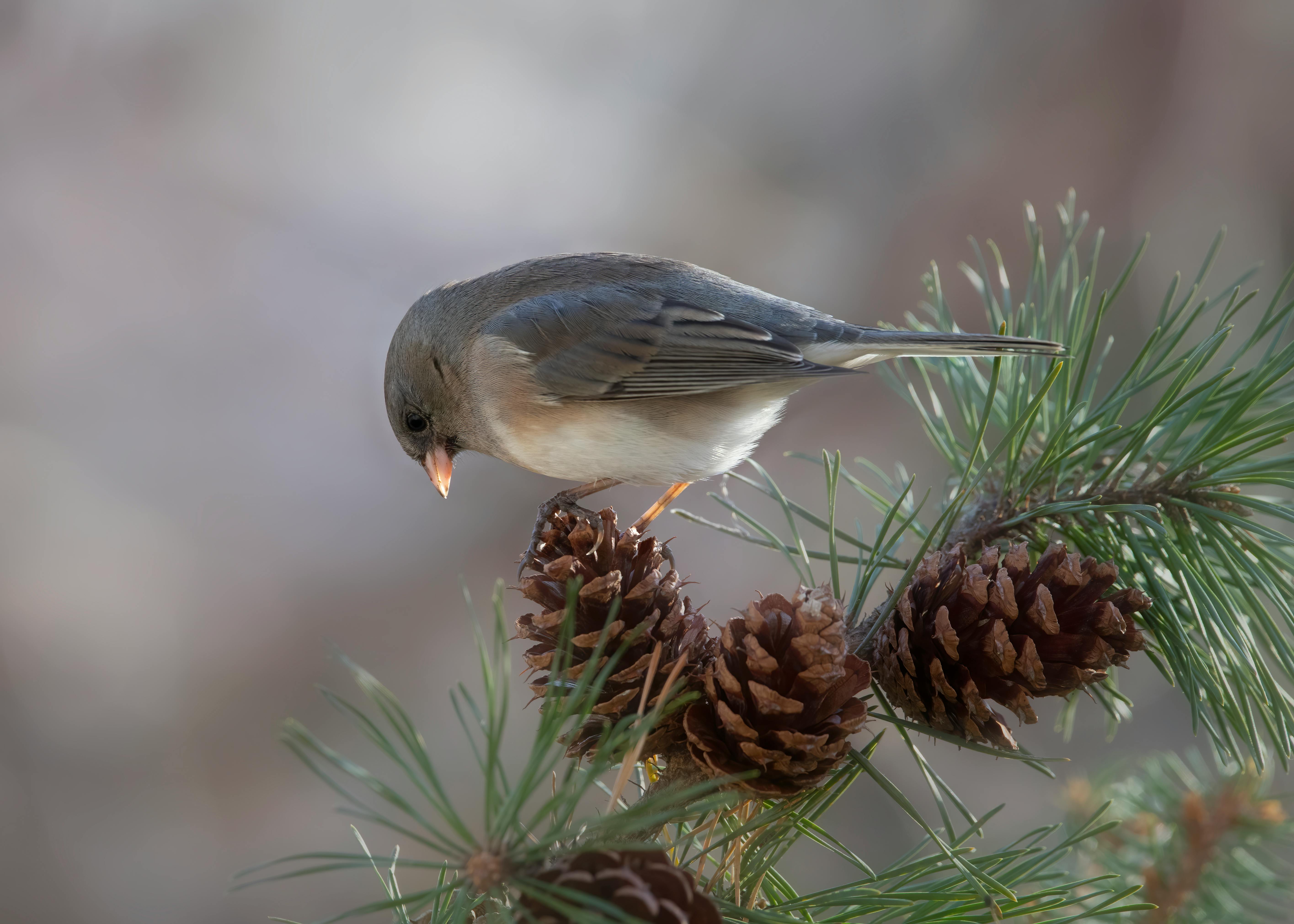 White Winged Junco Photos, Download The BEST Free White Winged Junco Stock Photos & HD Images