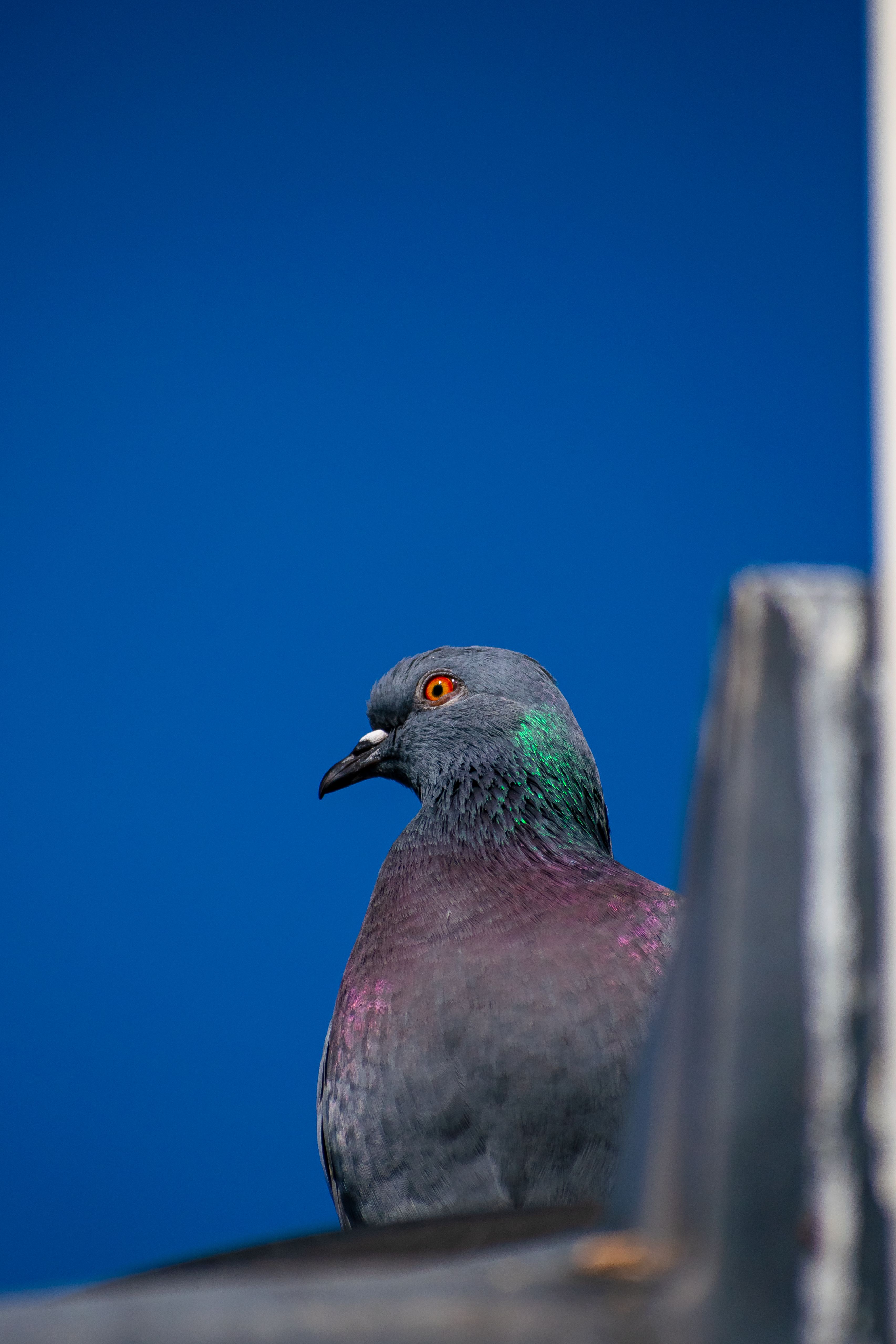 Low Angle Shot of a Pigeon · Free Stock Photo