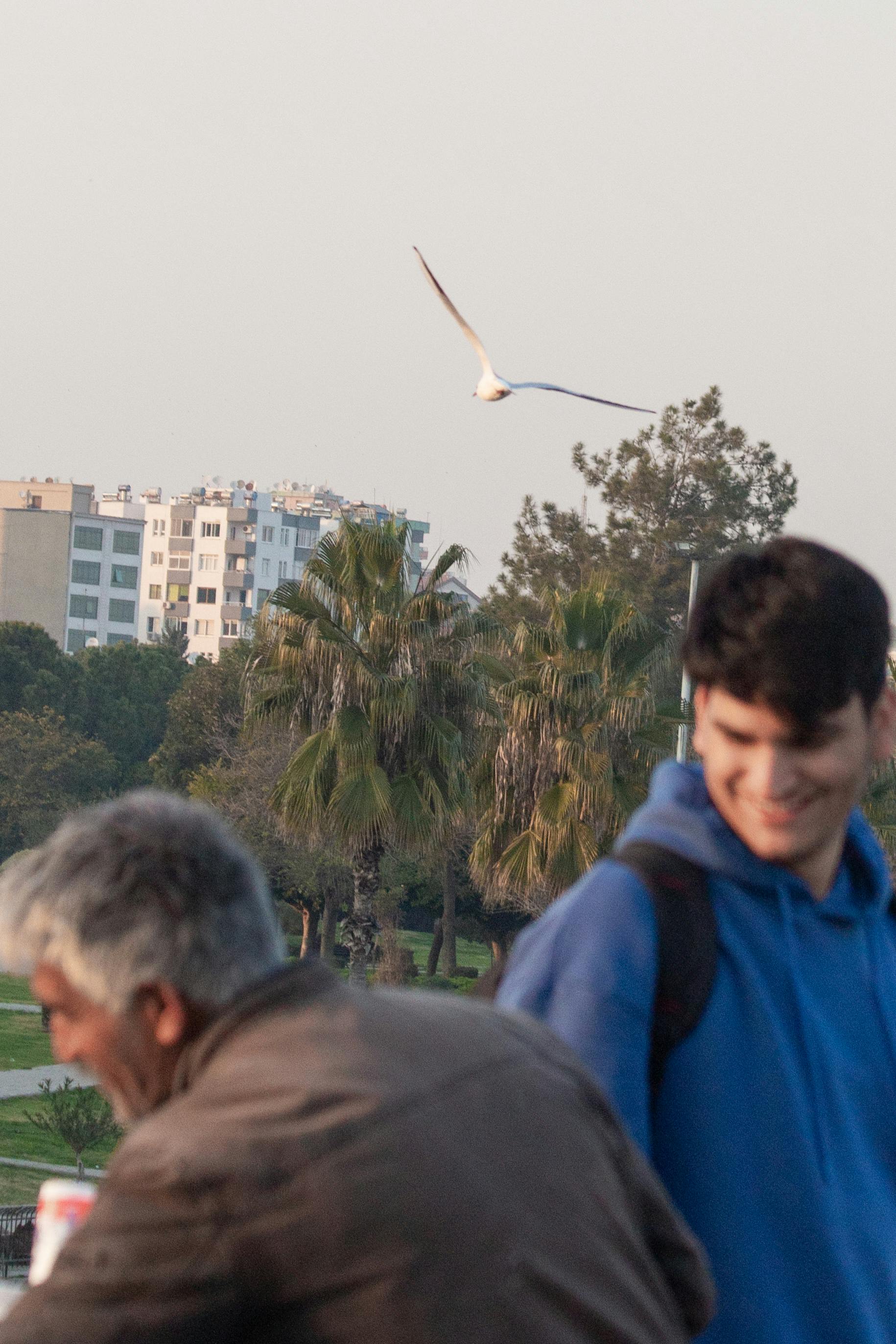 Smiling Men and Flying Seagull · Free Stock Photo