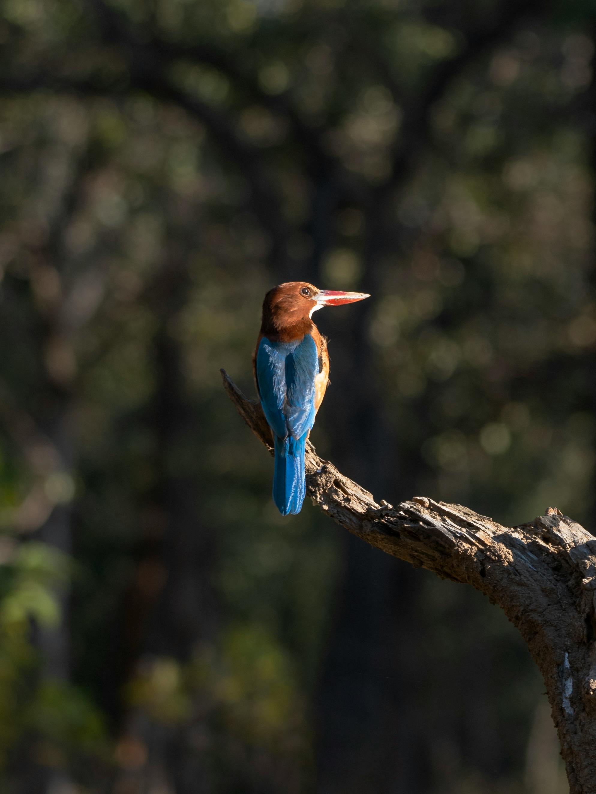 White-Bellied Kingfisher Bird Sitting on Tree Branch · Free Stock Photo