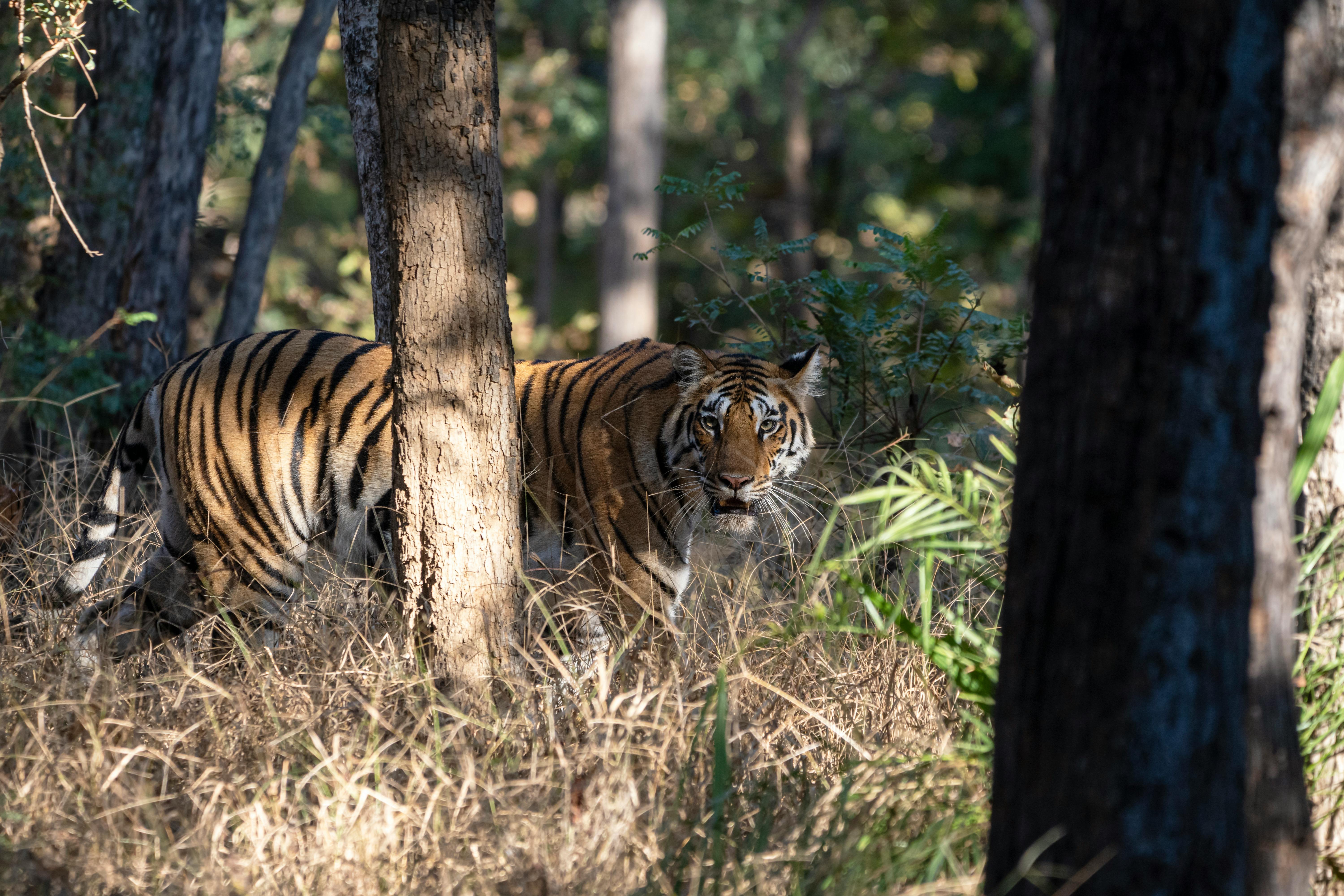 A Tiger in the Jungle · Free Stock Photo