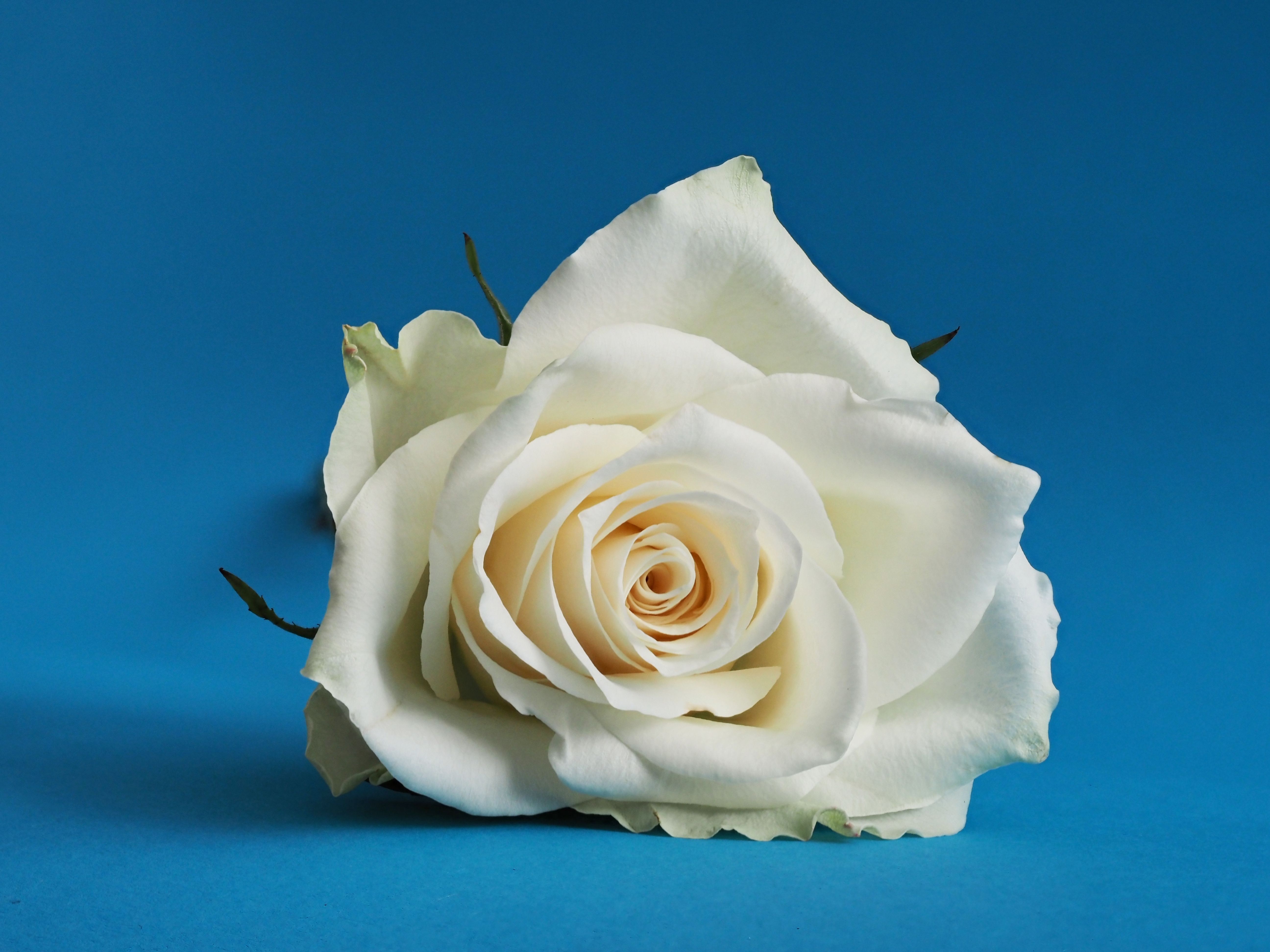 Close up of White Rose · Free Stock Photo