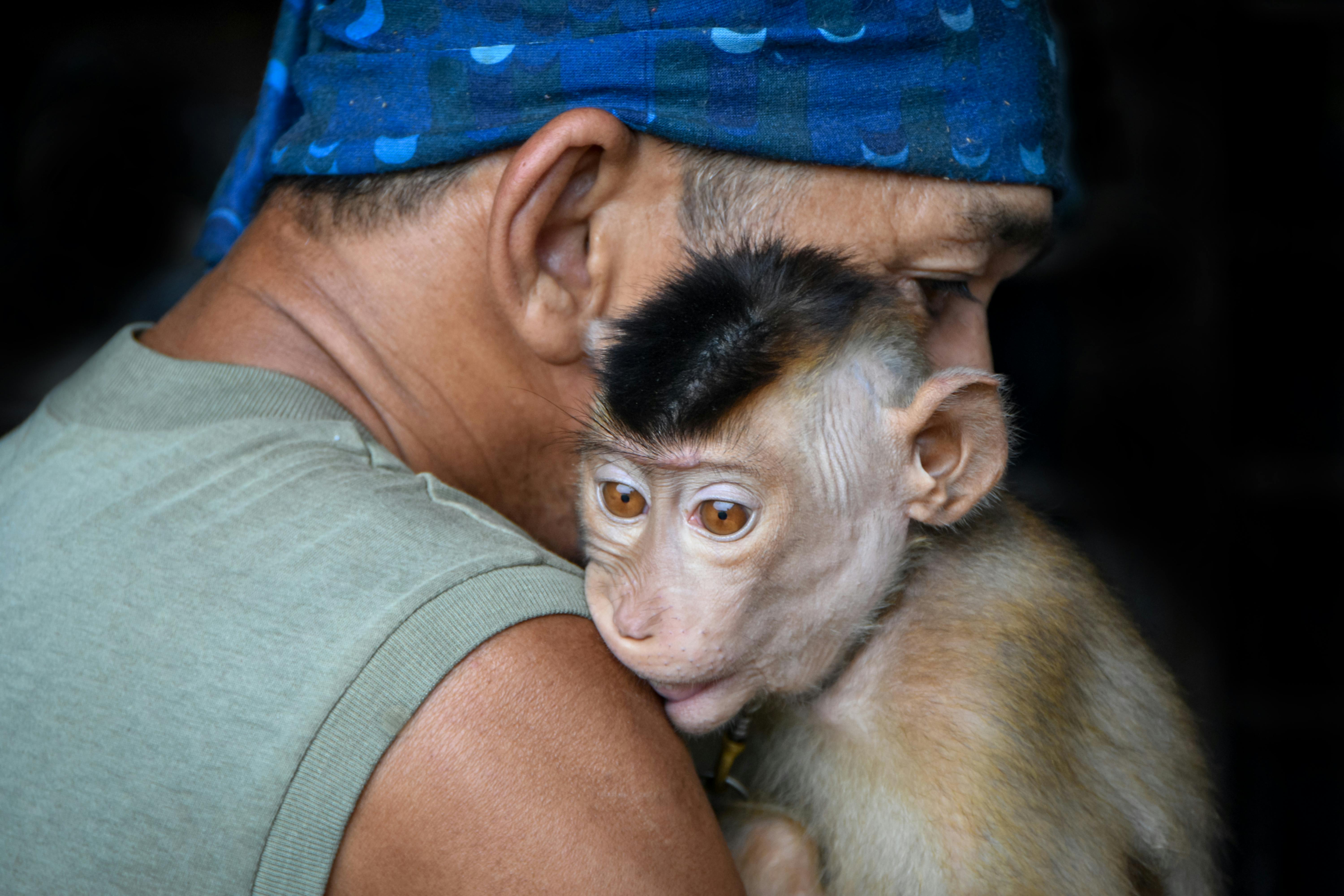 Peace Monkey Photos, Download The BEST Free Peace Monkey Stock Photos ...