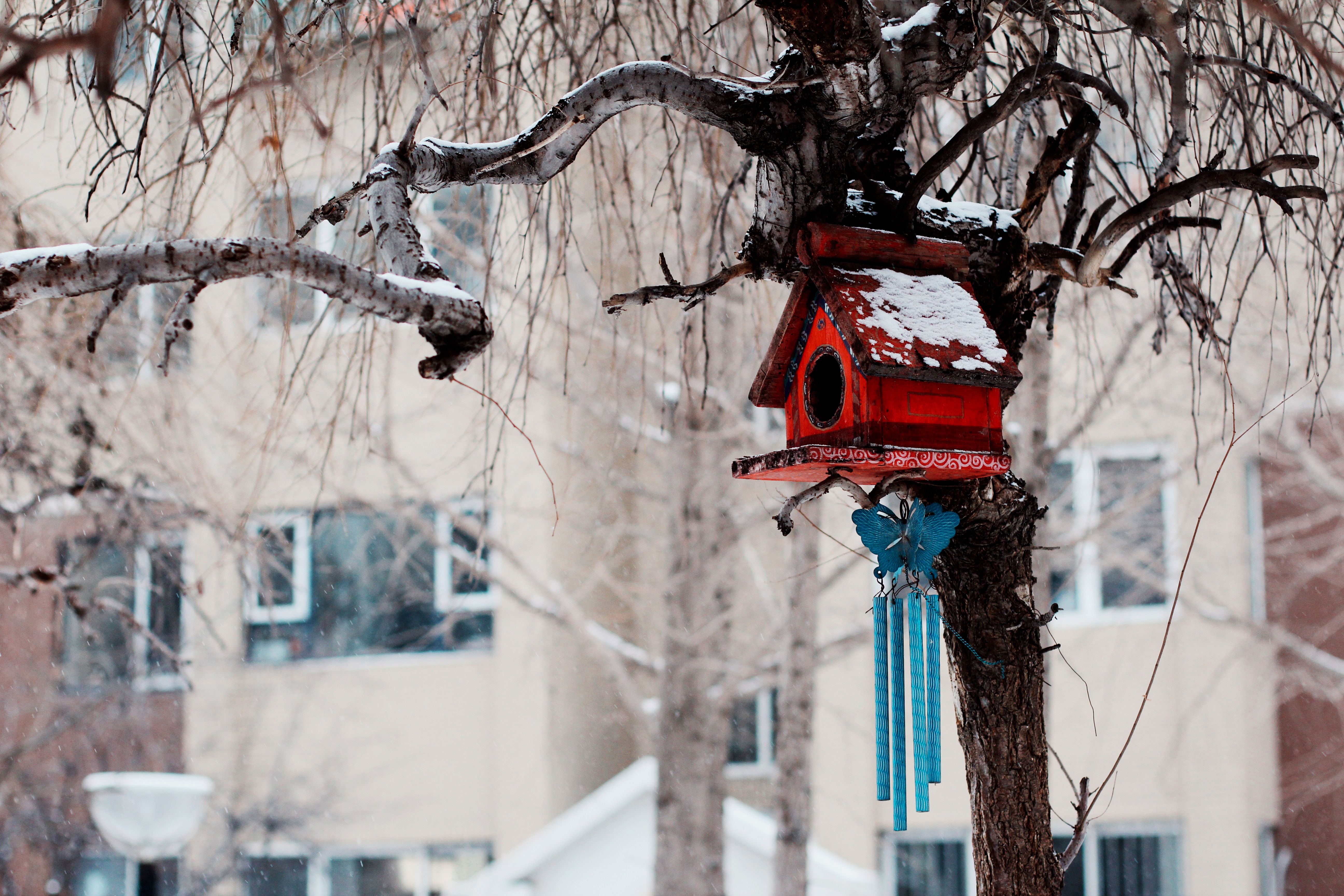 Red Bird House in Winter · Free Stock Photo