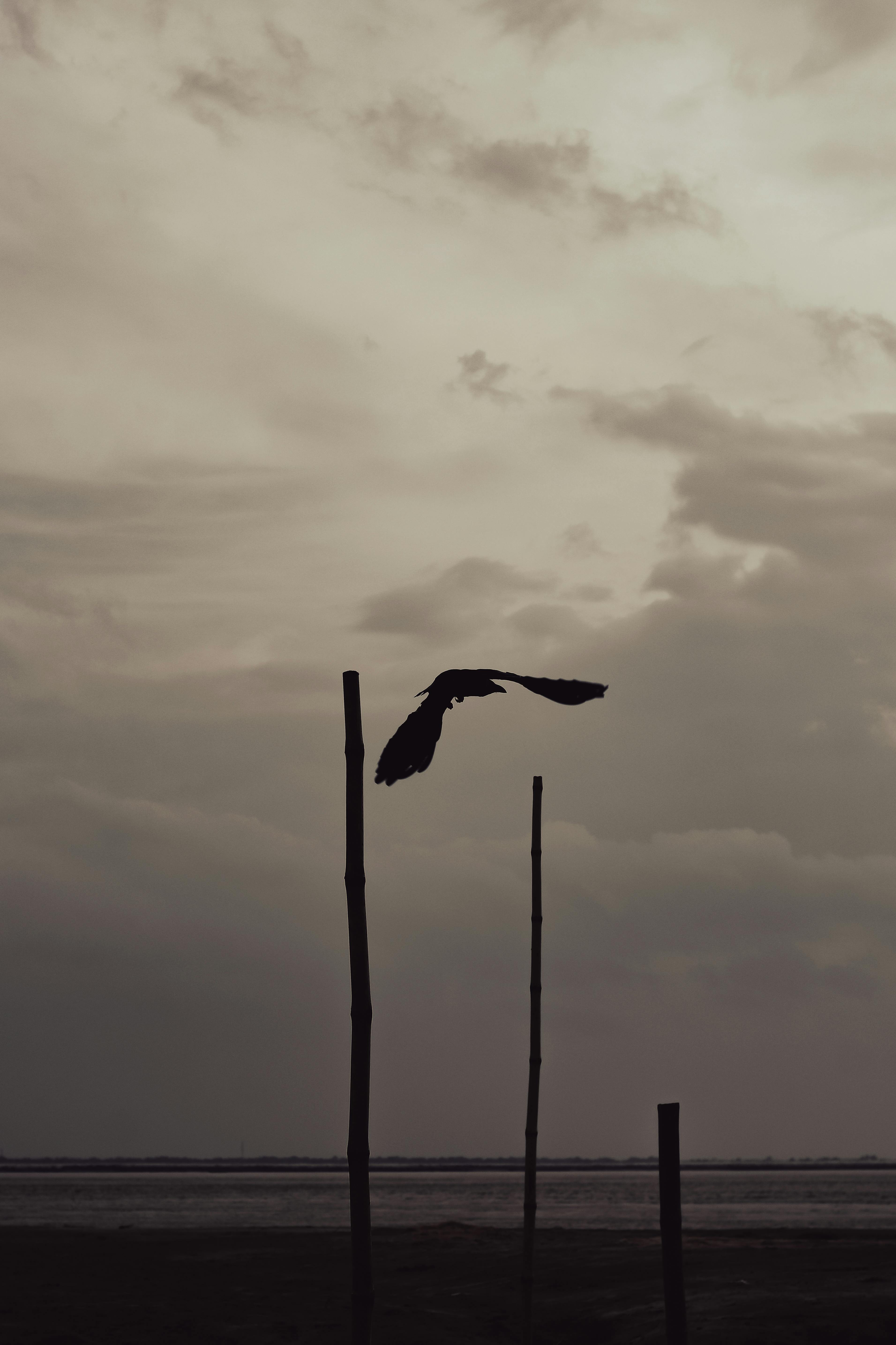 Bird Aerial View Photos, Download The BEST Free Bird Aerial View Stock ...