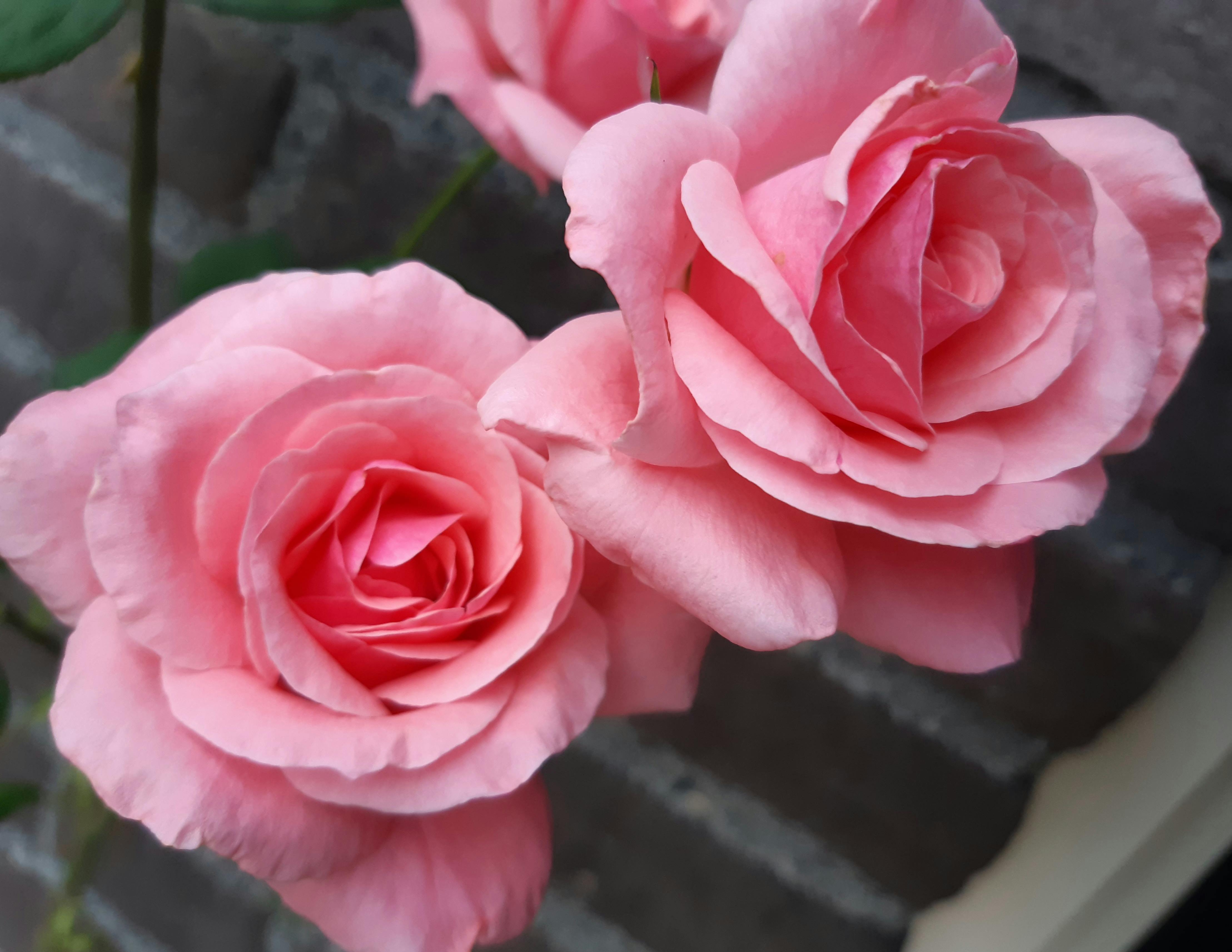 MARIA BUTERA - Photographie