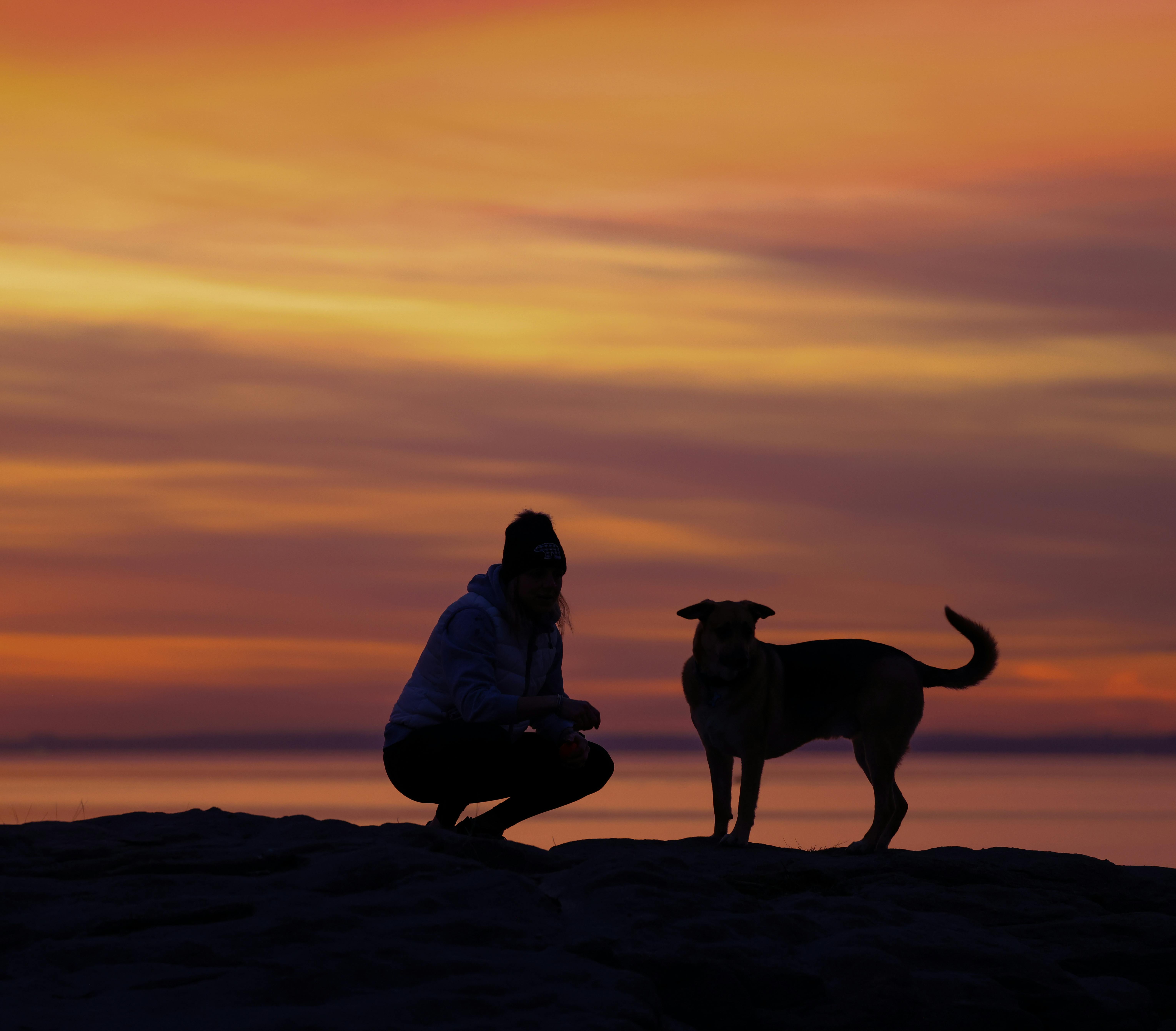 Animal Dog Photos, Download The BEST Free Animal Dog Stock Photos & HD ...