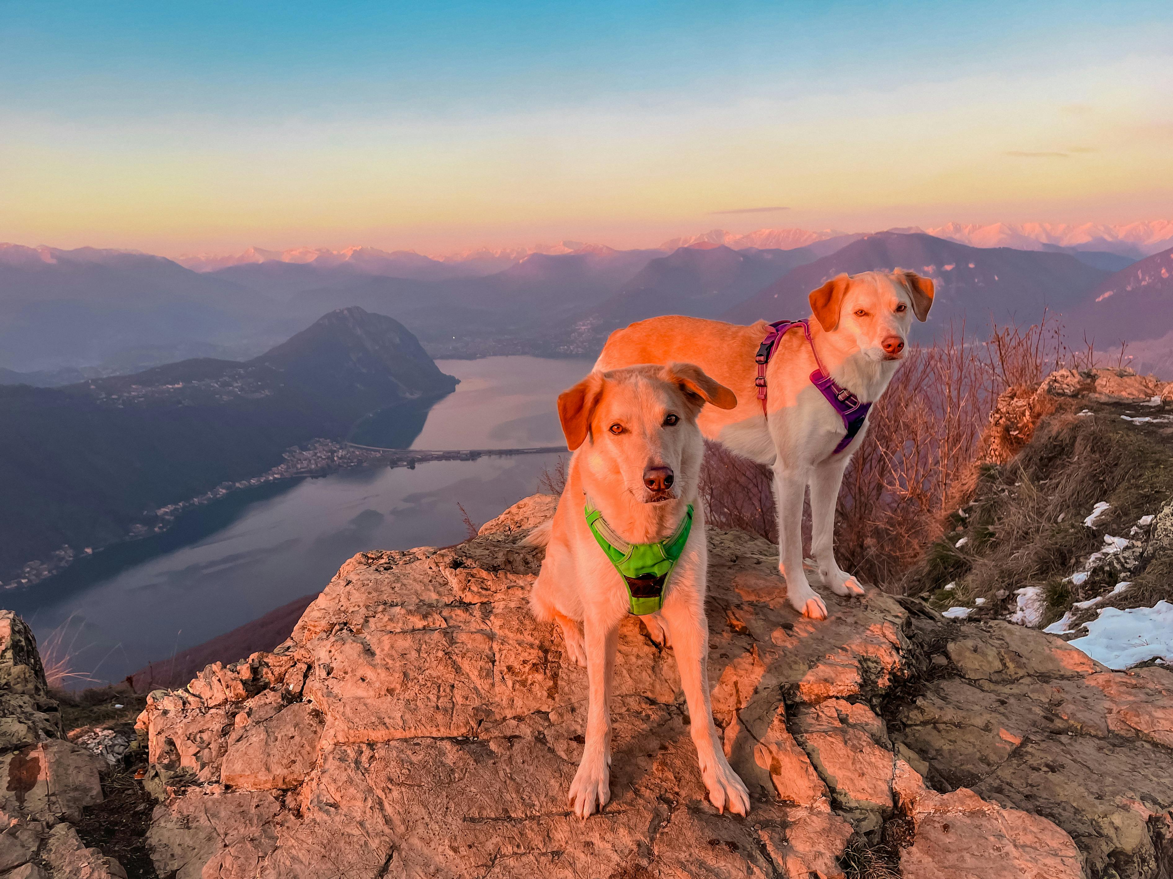 Dog Standing on Mountain Peak Overlooking River · Free Stock Photo