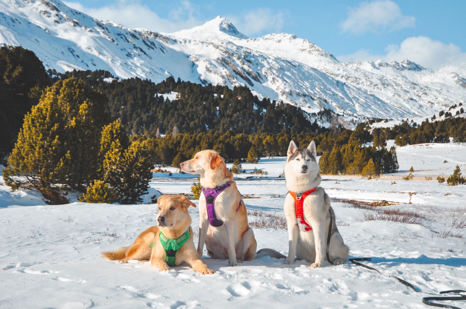 Exploring Dog Vision: What Colors Can Dog See Limitations