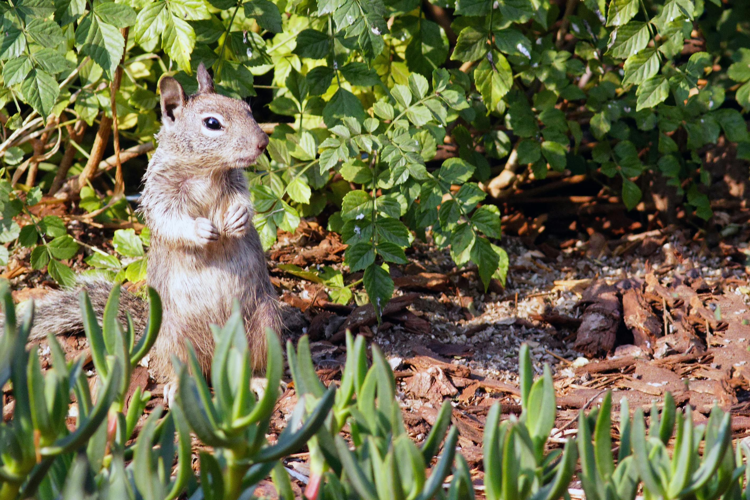 David Levinson - Photographie