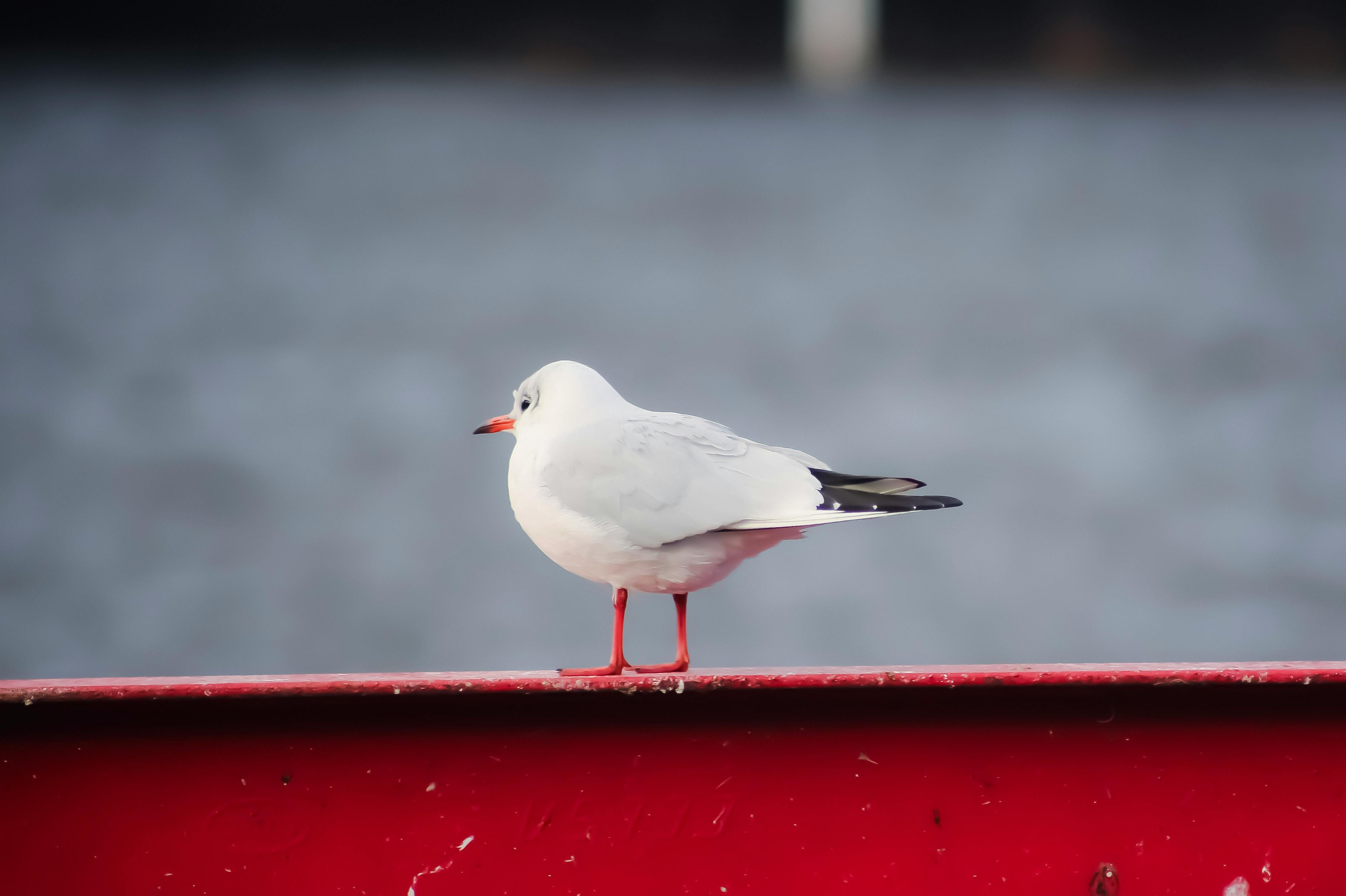 Row of Seagull Perching · Free Stock Photo
