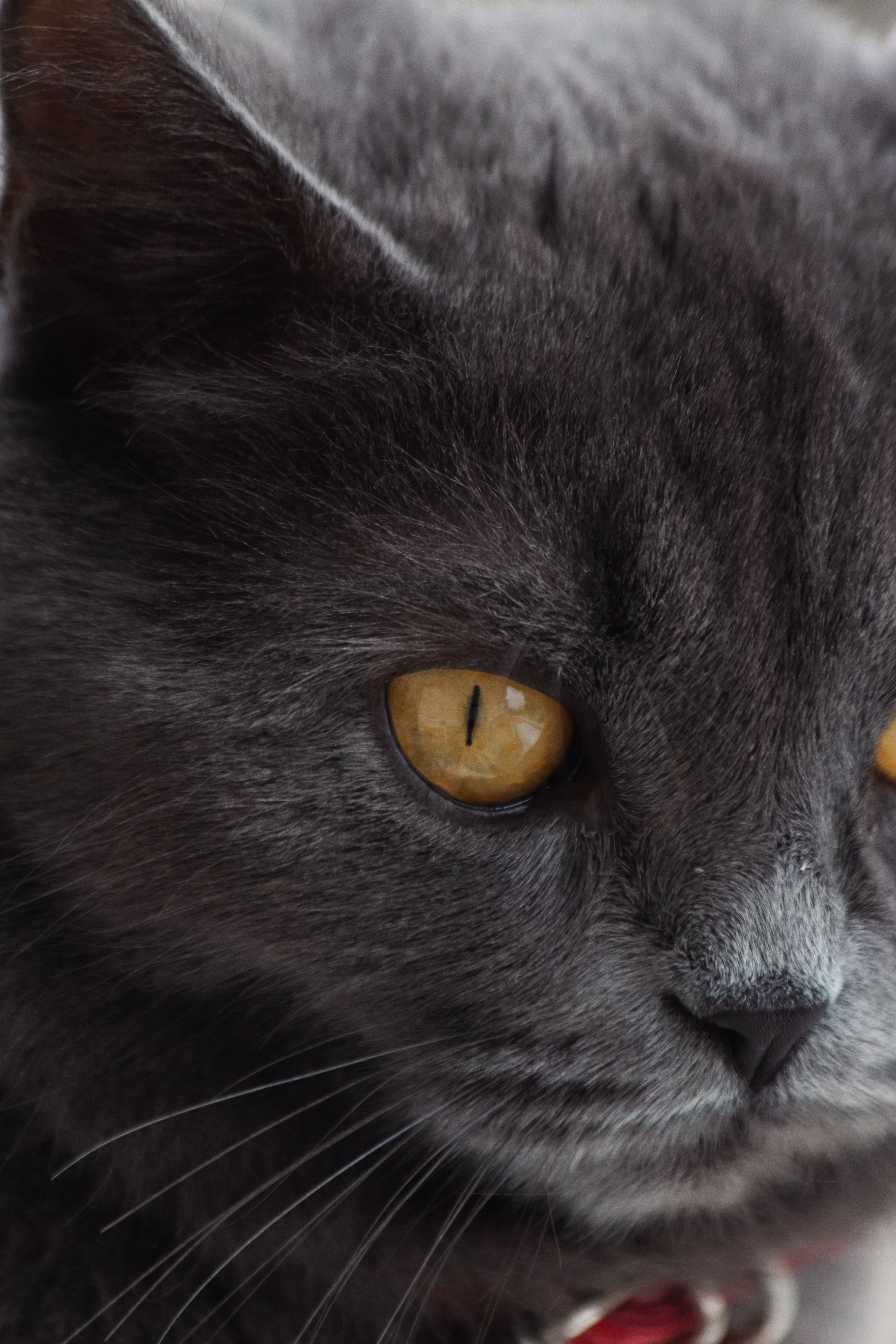 Close Up Photo of Grey Cat · Free Stock Photo