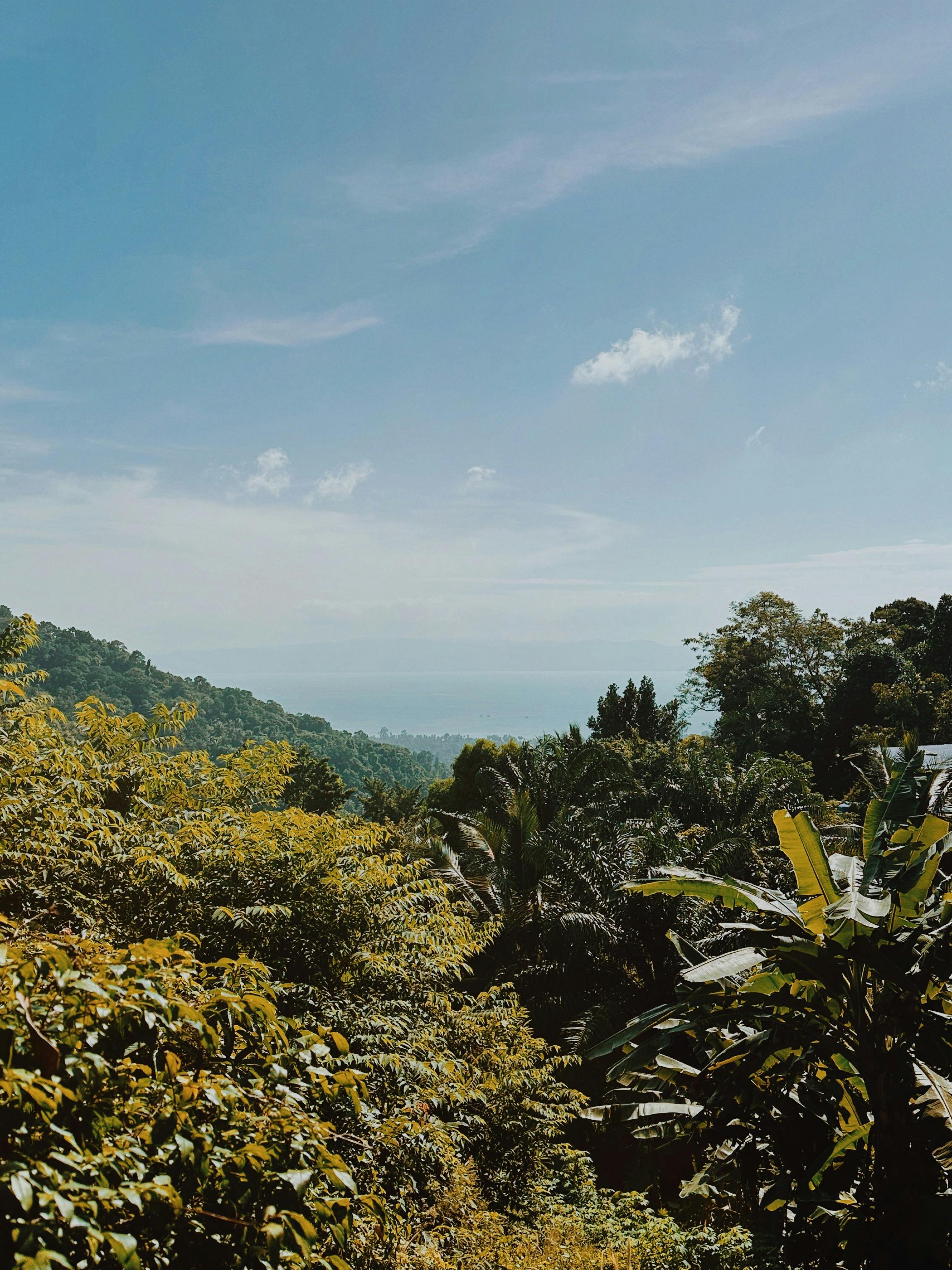 Blue Sky over Forest · Free Stock Photo