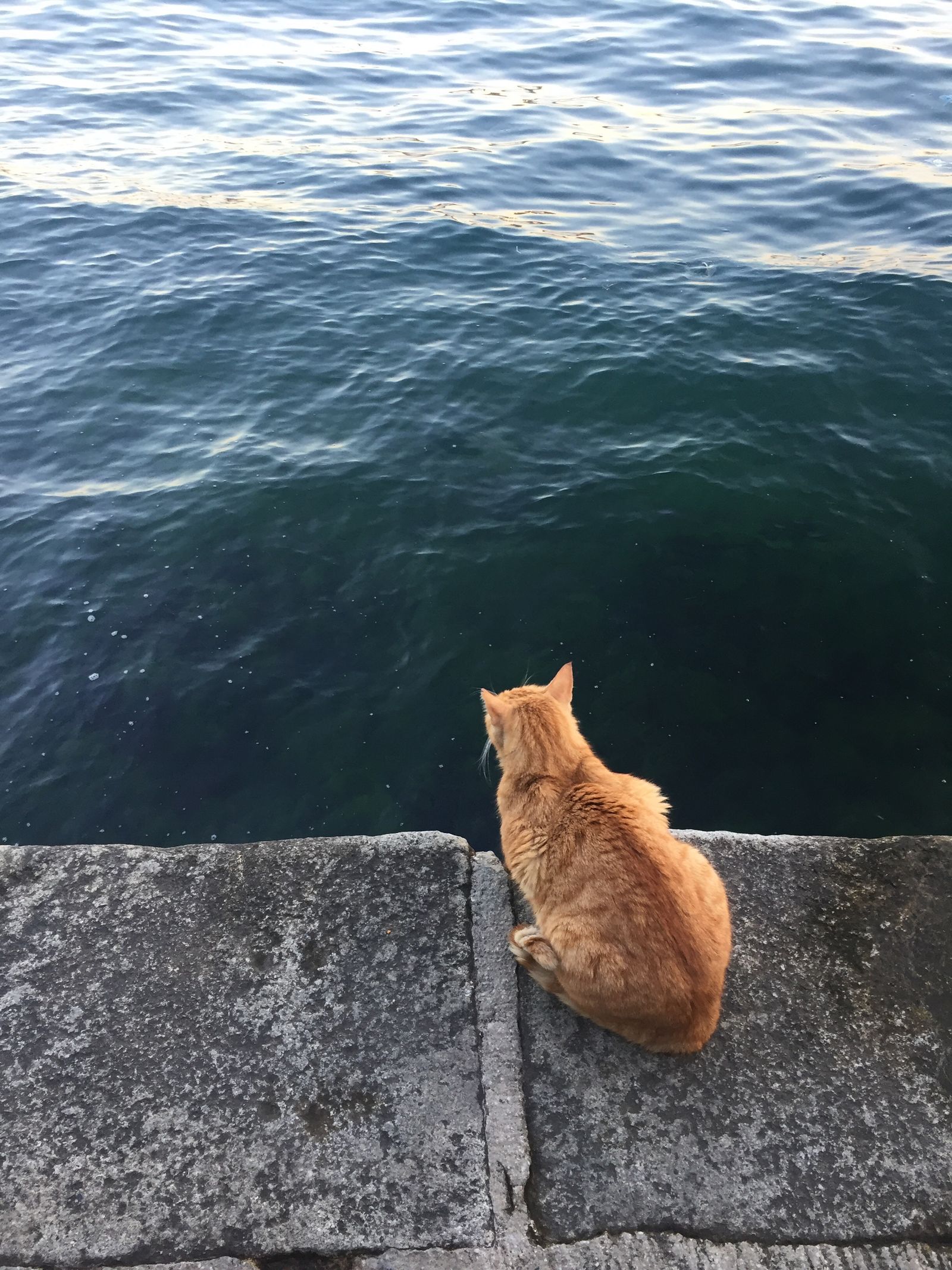 Cat In Water Photos, Download The BEST Free Cat In Water Stock Photos ...