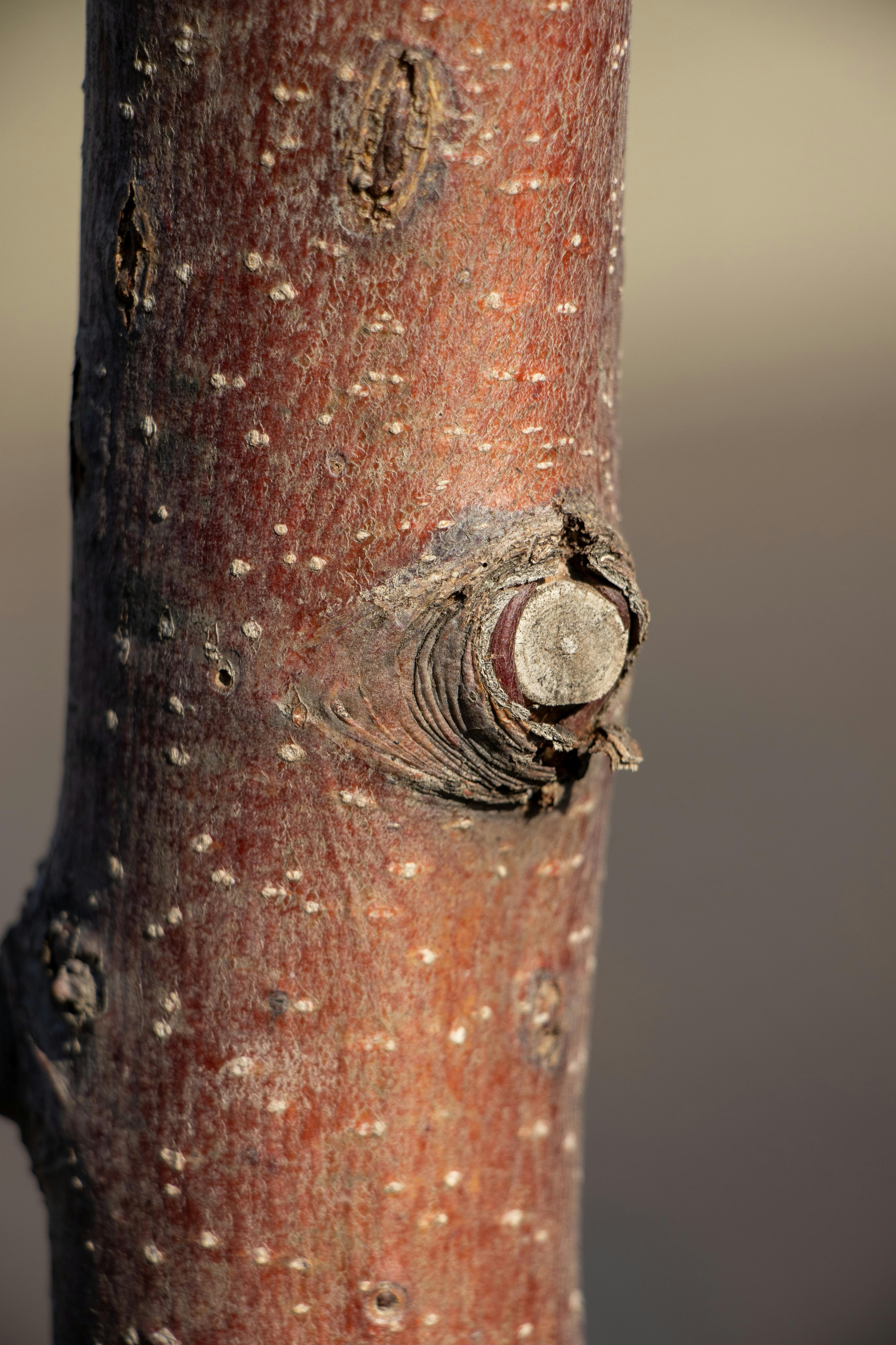 Close up of Tree Bark · Free Stock Photo