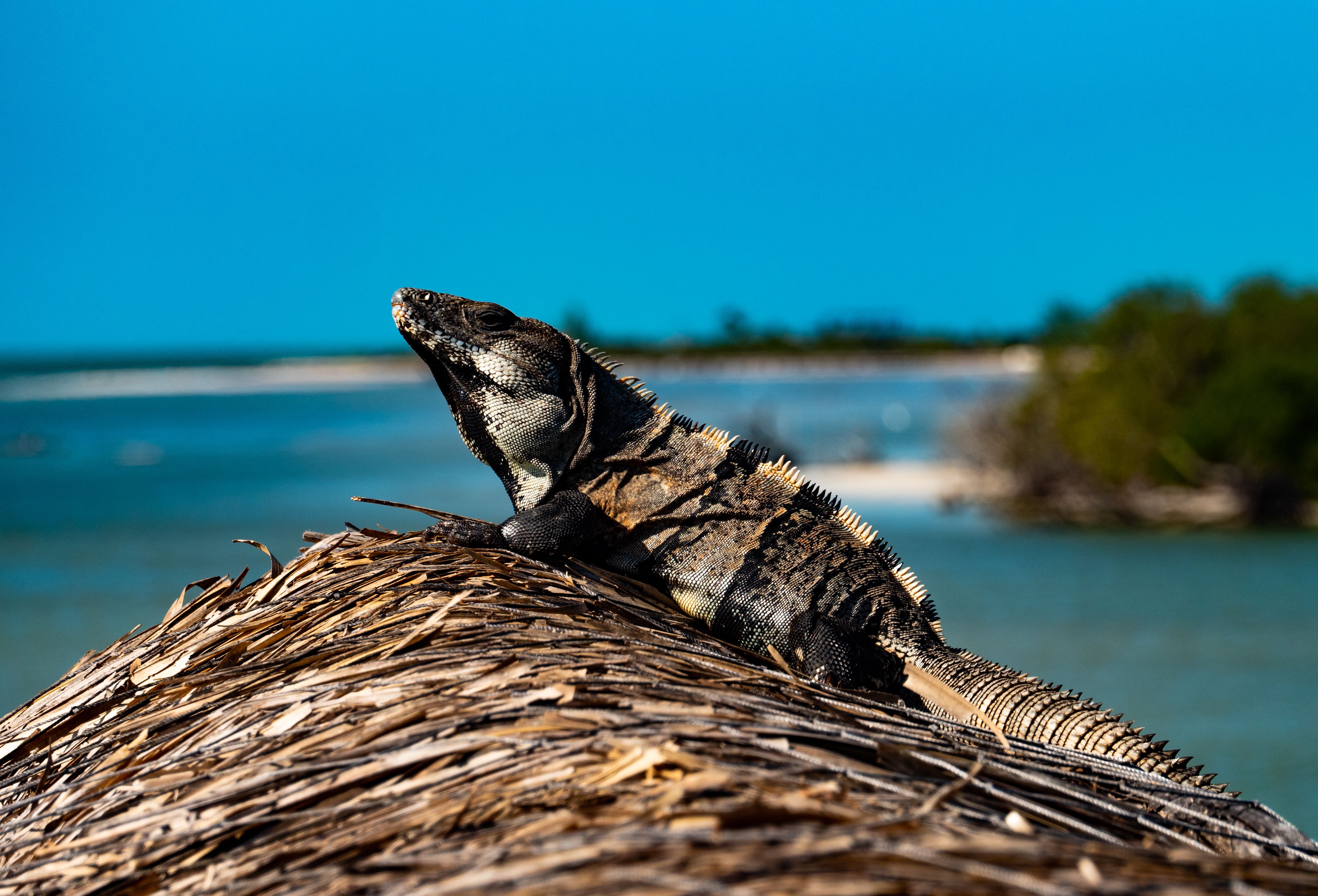 Close up of Iguana · Free Stock Photo