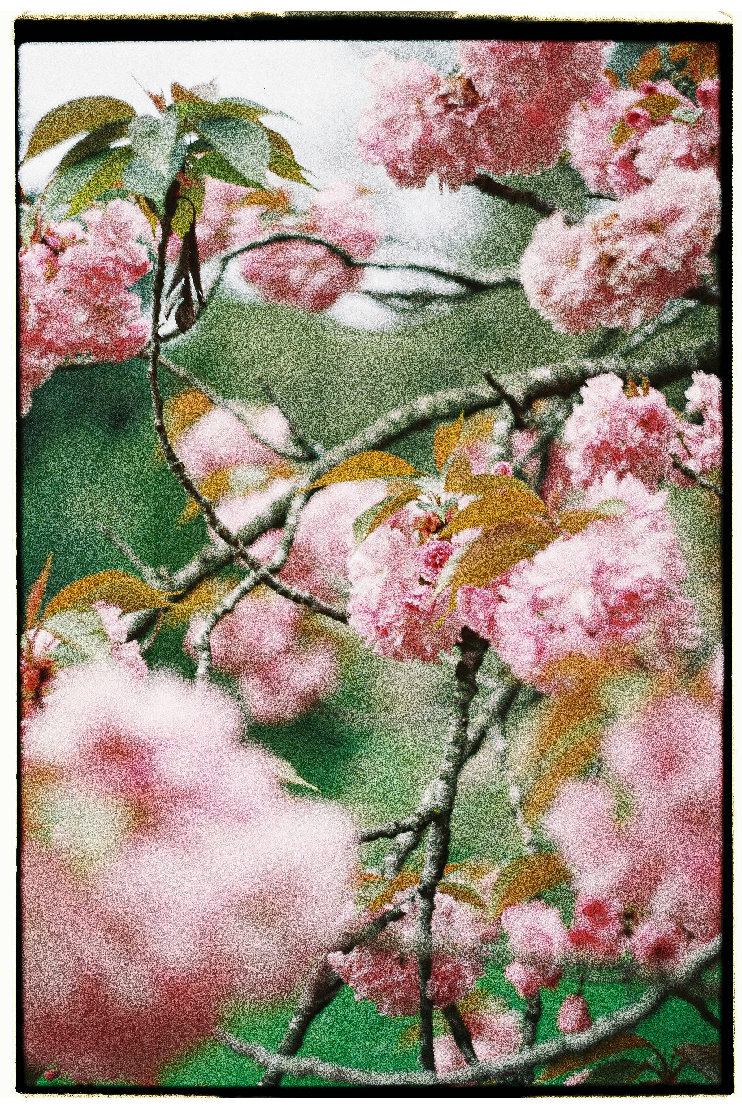 Close-up of Blooming Tree with Flowers · Free Stock Photo