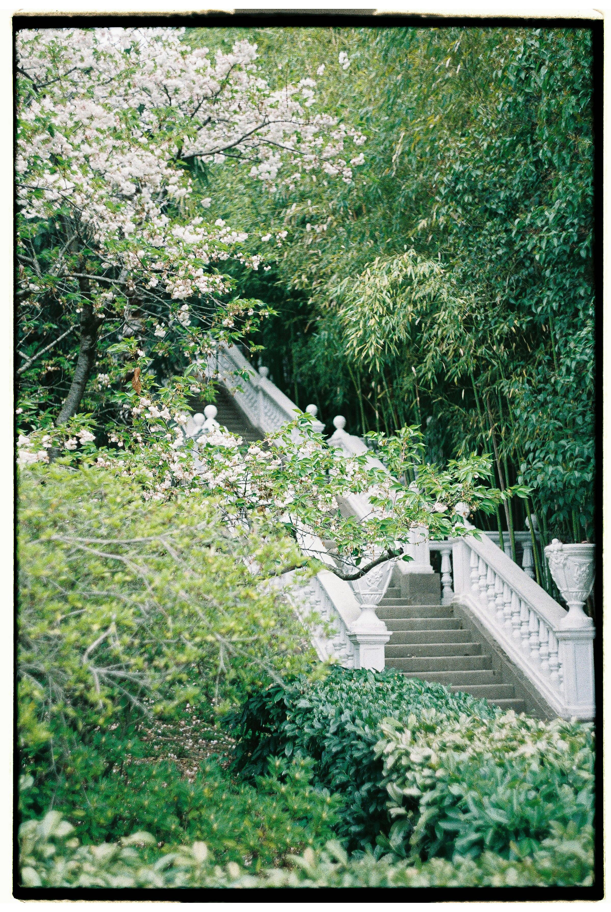 Concrete Steps between Green Trees in a Park · Free Stock Photo