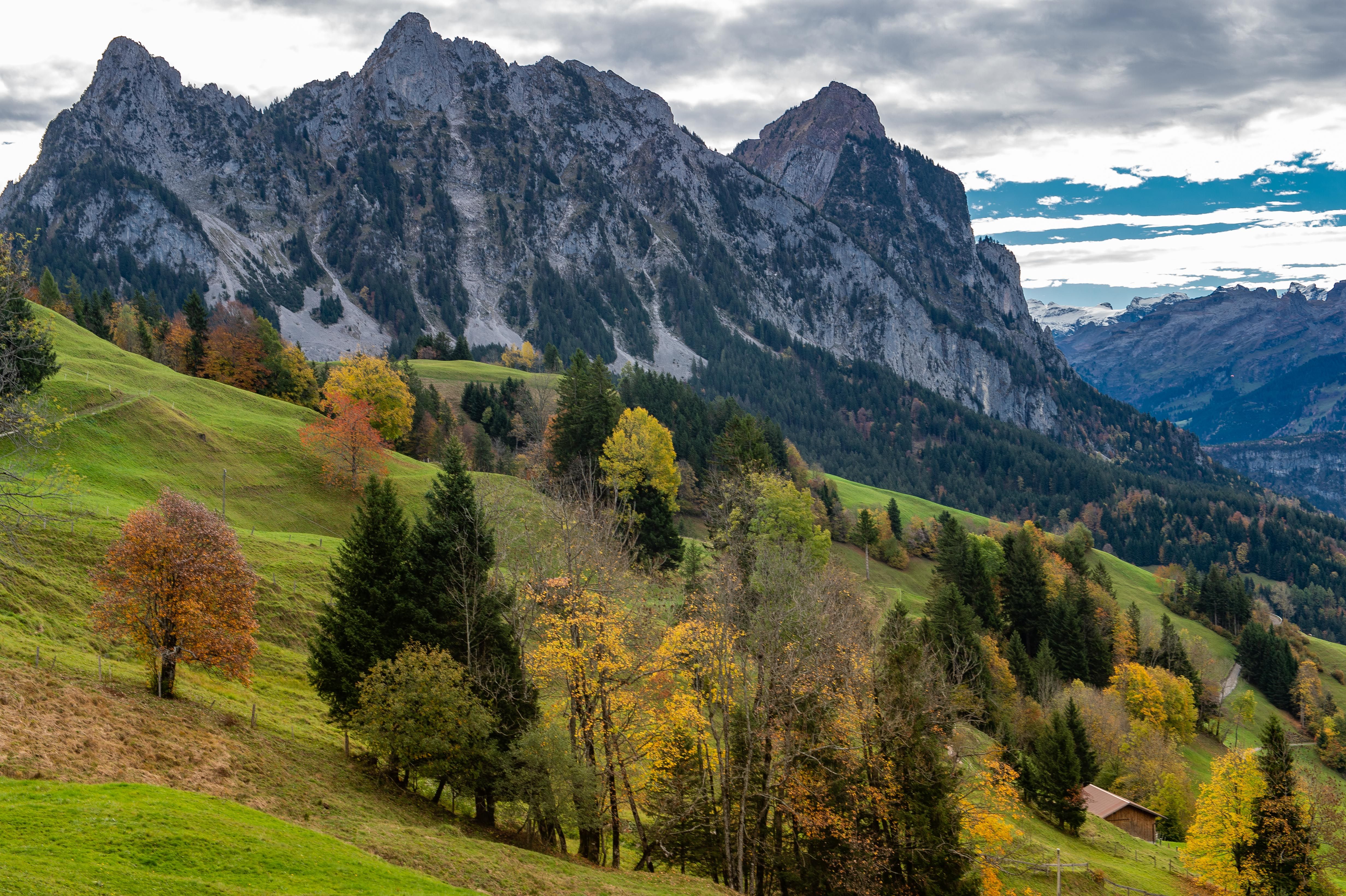 Forest in Mountains · Free Stock Photo