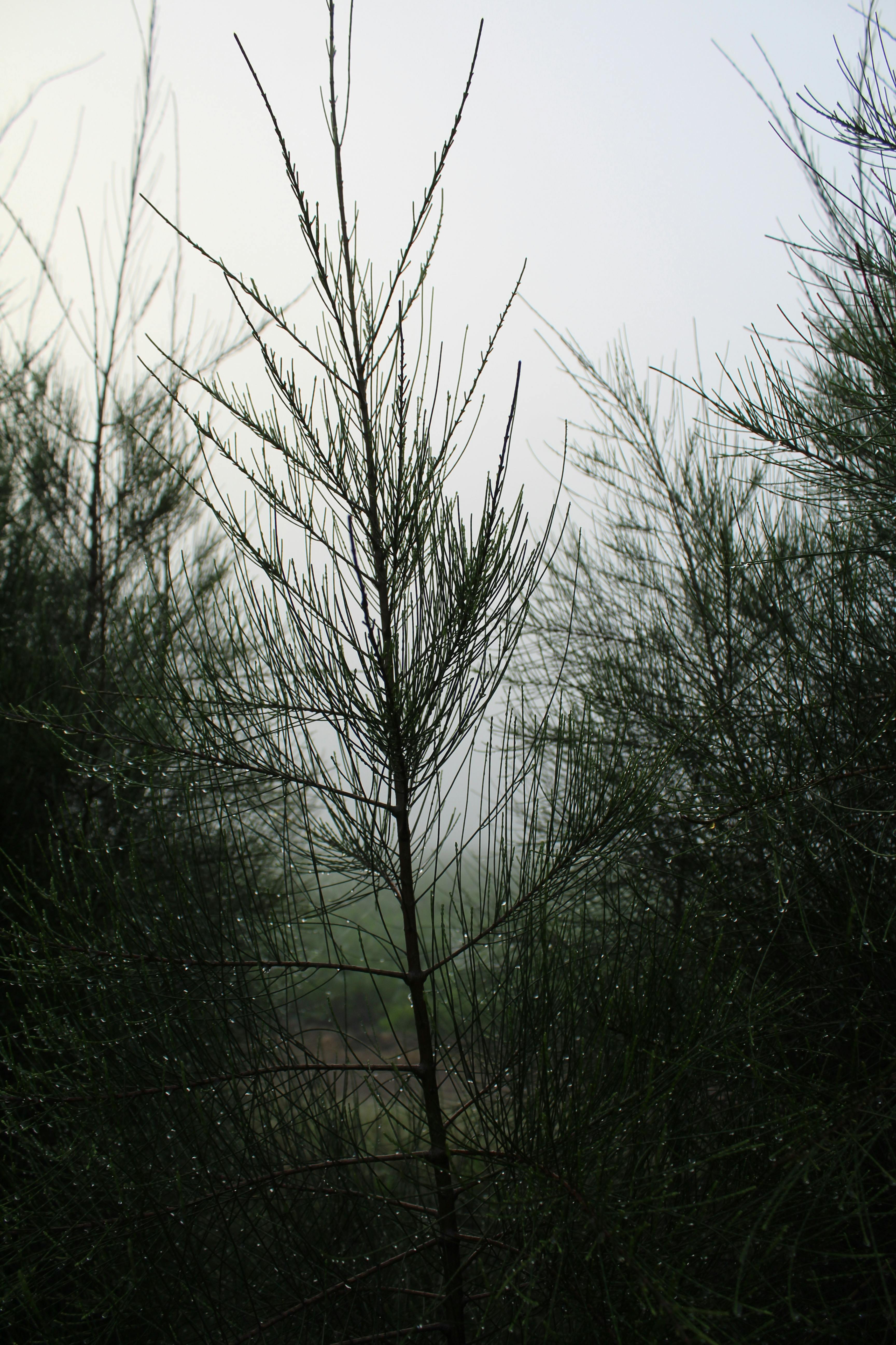 Wet Conifer Trees on a Field · Free Stock Photo