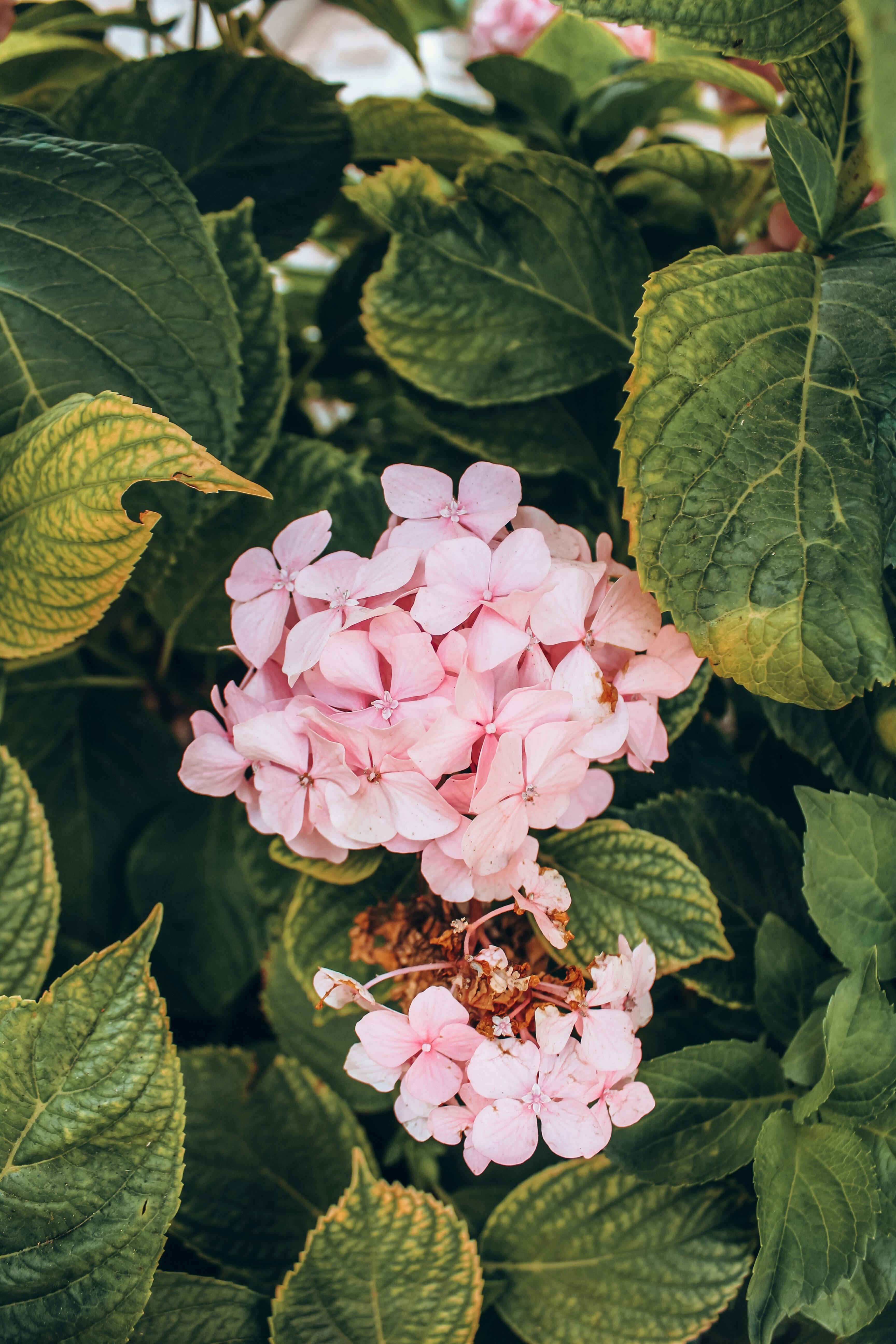 Photograph of Pink Hydrangea Flowers · Free Stock Photo
