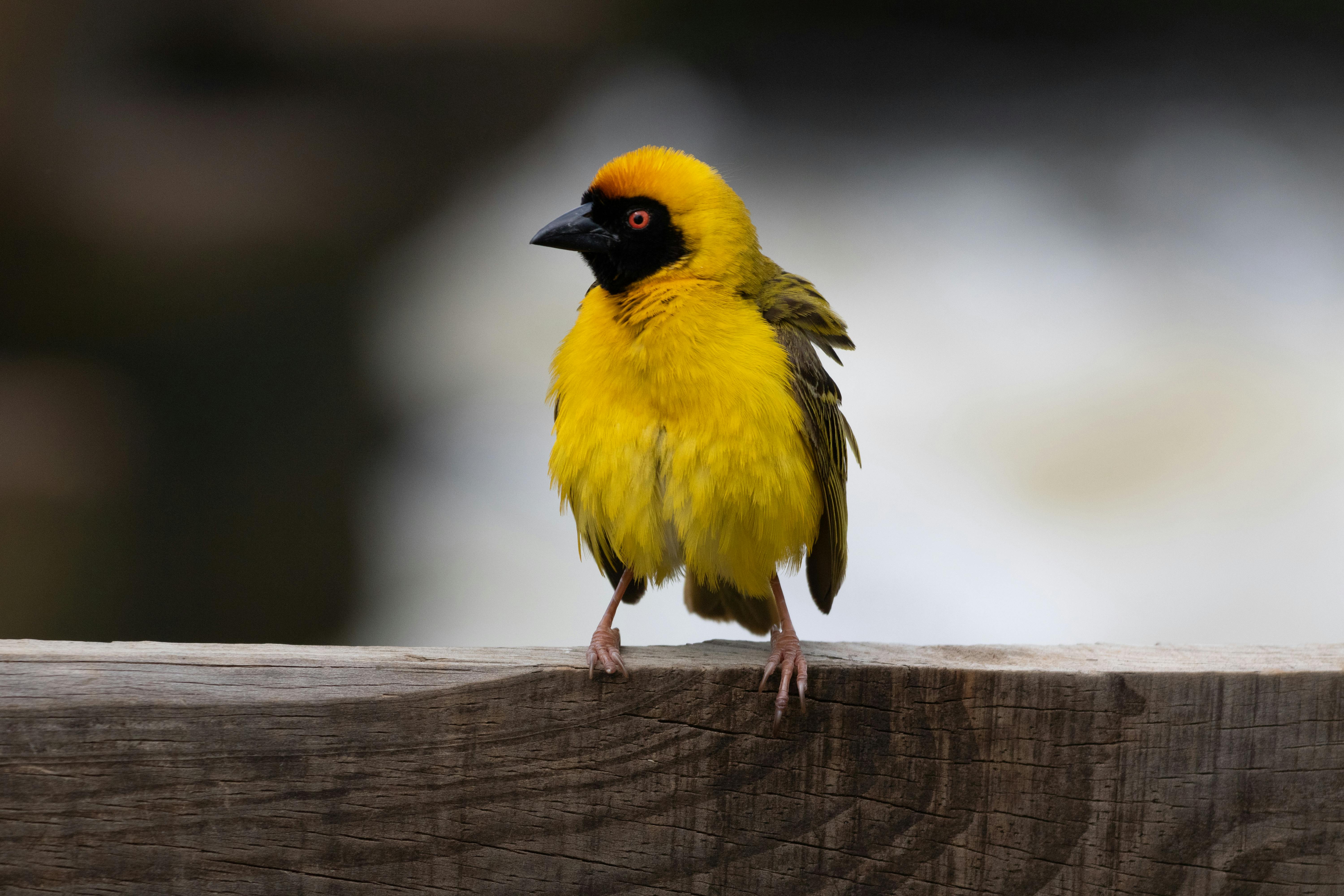 Close-Up Shot of a Southern Masked Weaver · Free Stock Photo