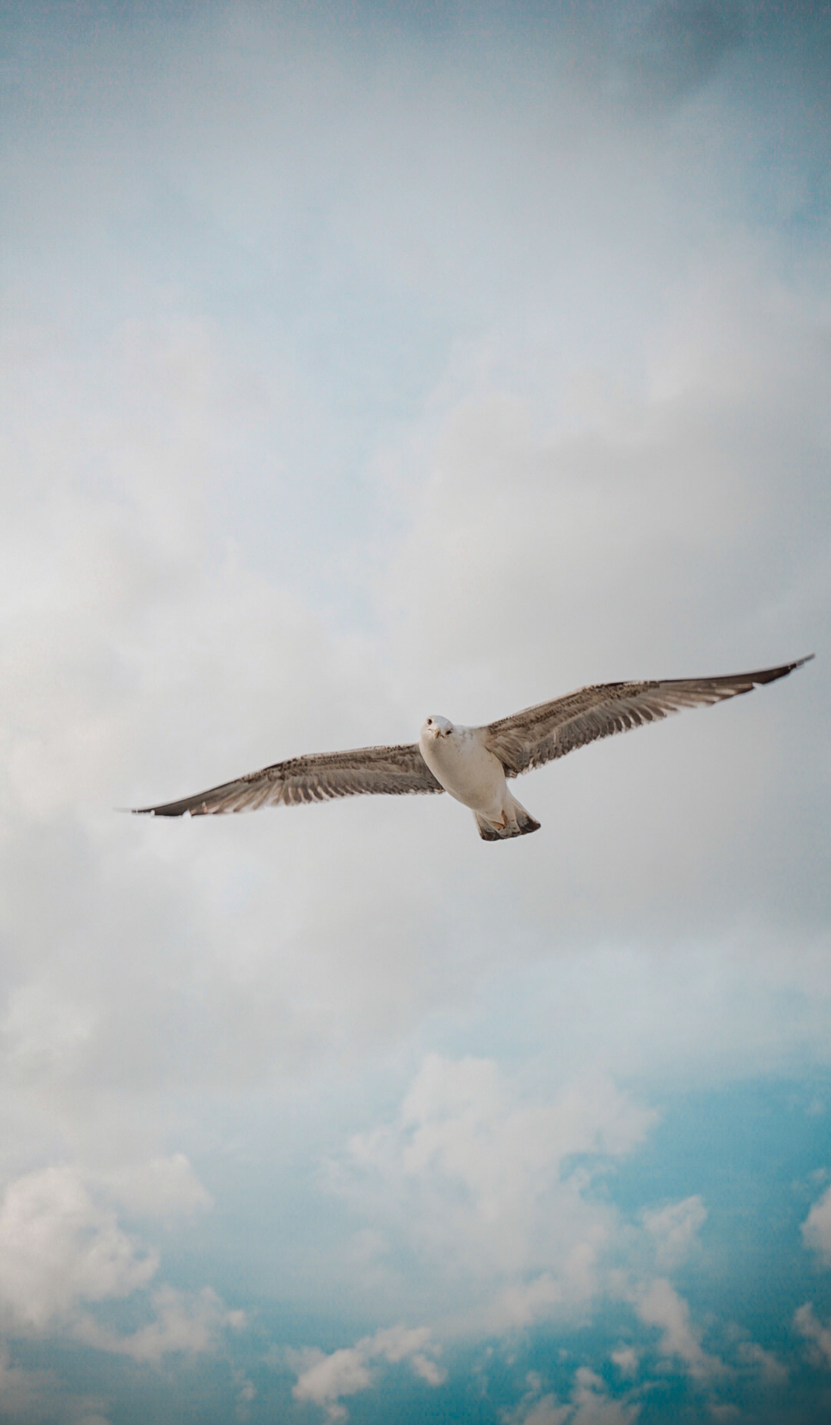 Close-up of a Flying Seagull · Free Stock Photo