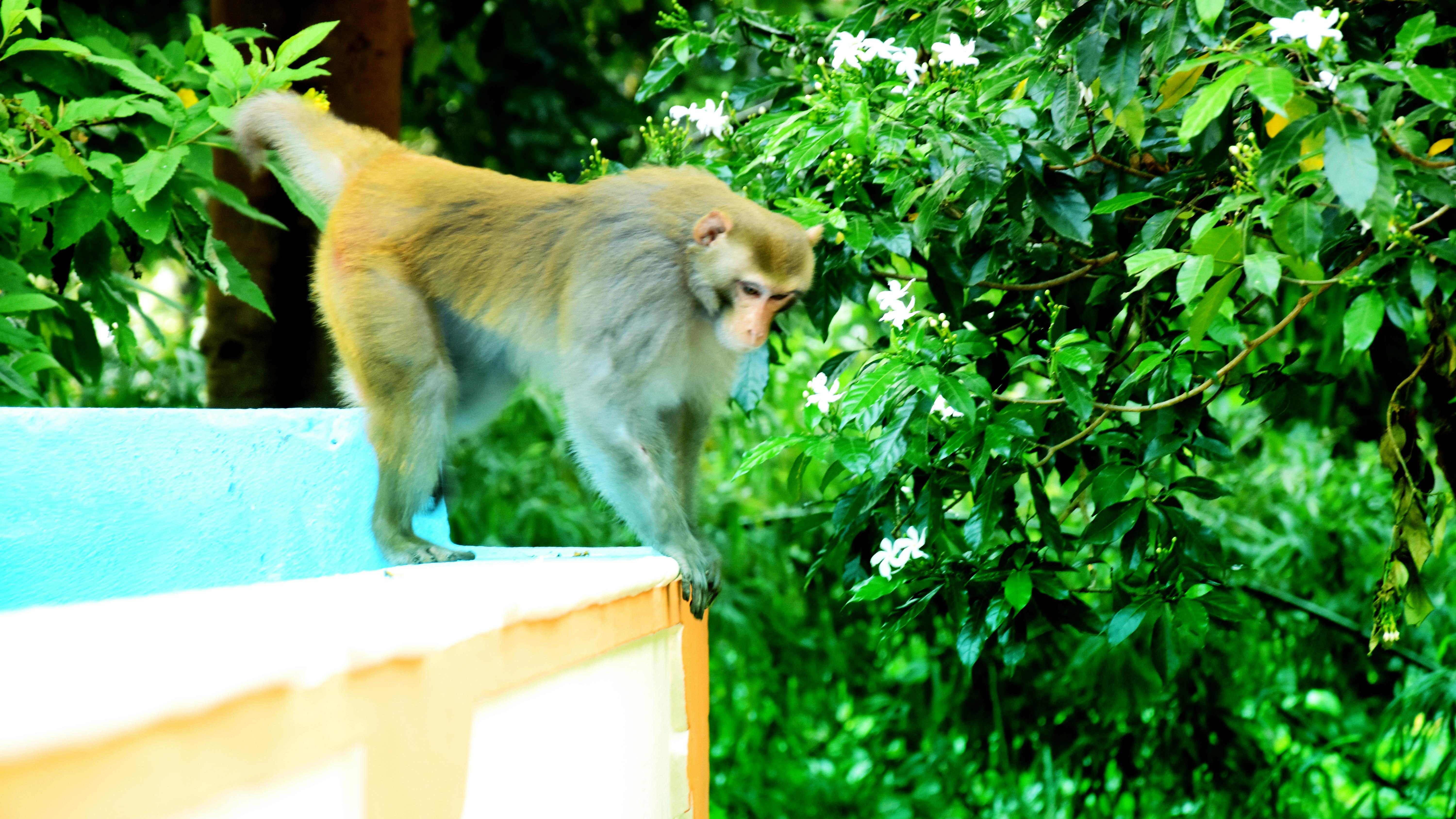 Free stock photo of green, monkey, nature