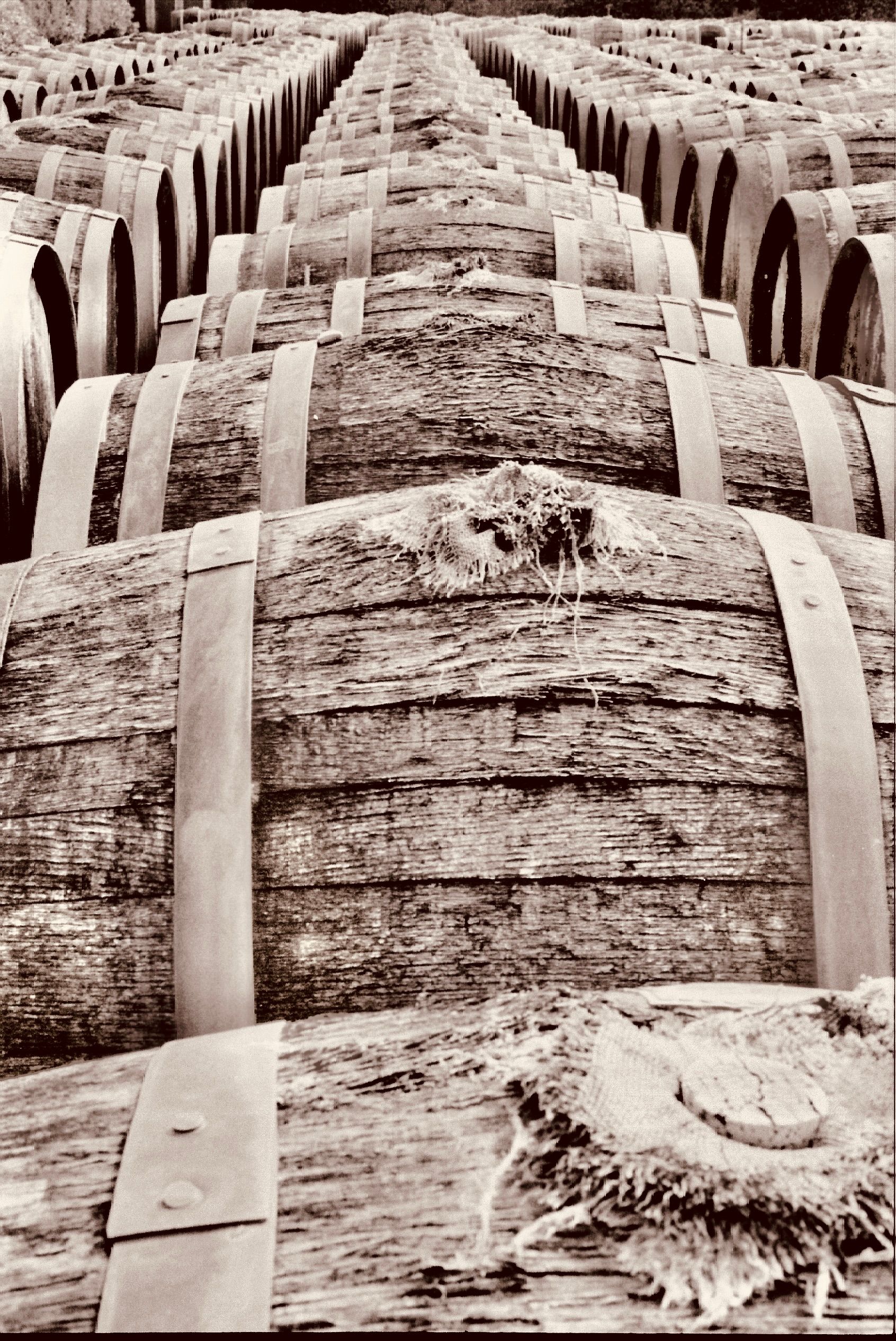Rows of Wooden Barrels · Free Stock Photo
