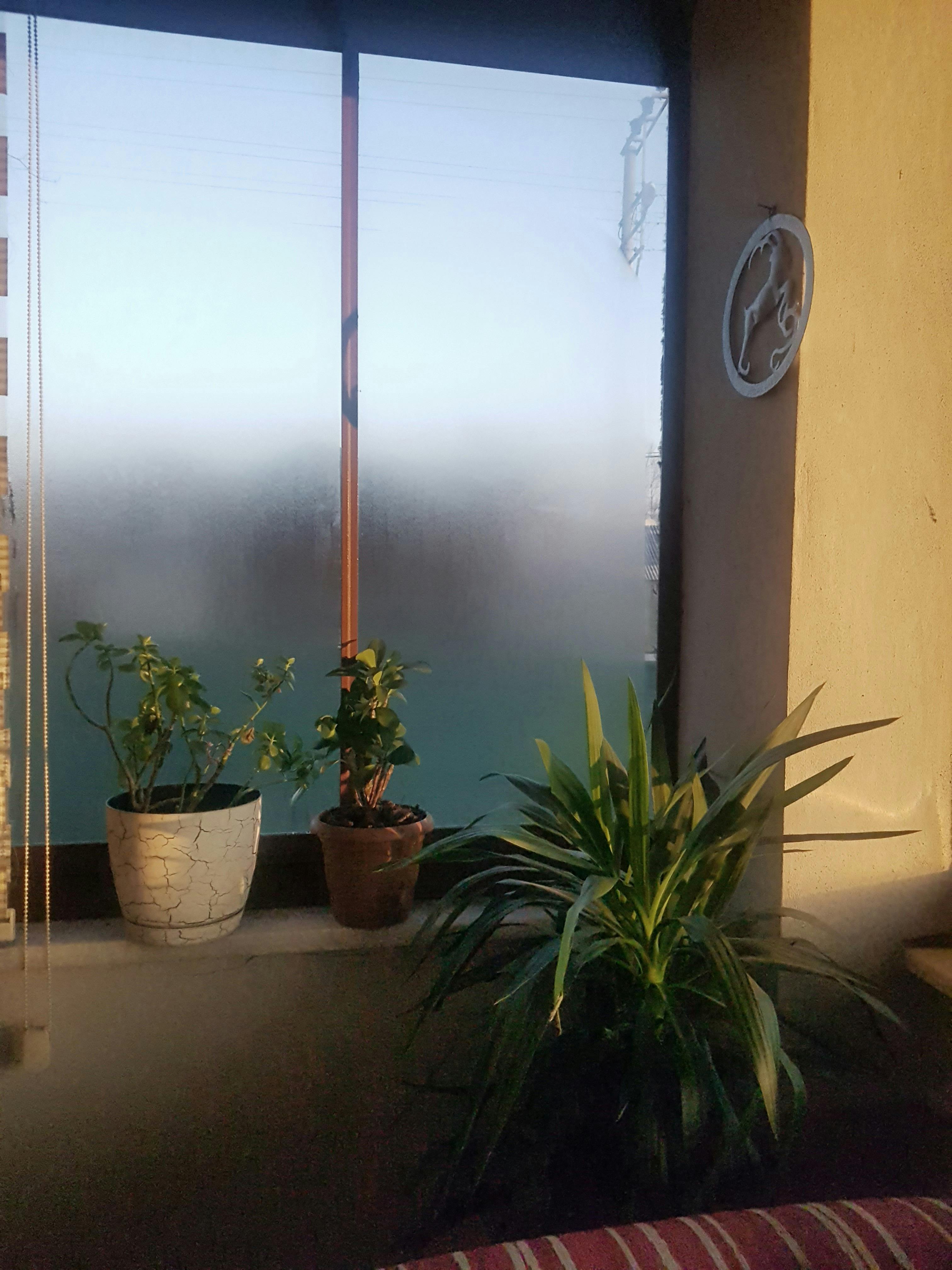 Green Plants Near Window · Free Stock Photo