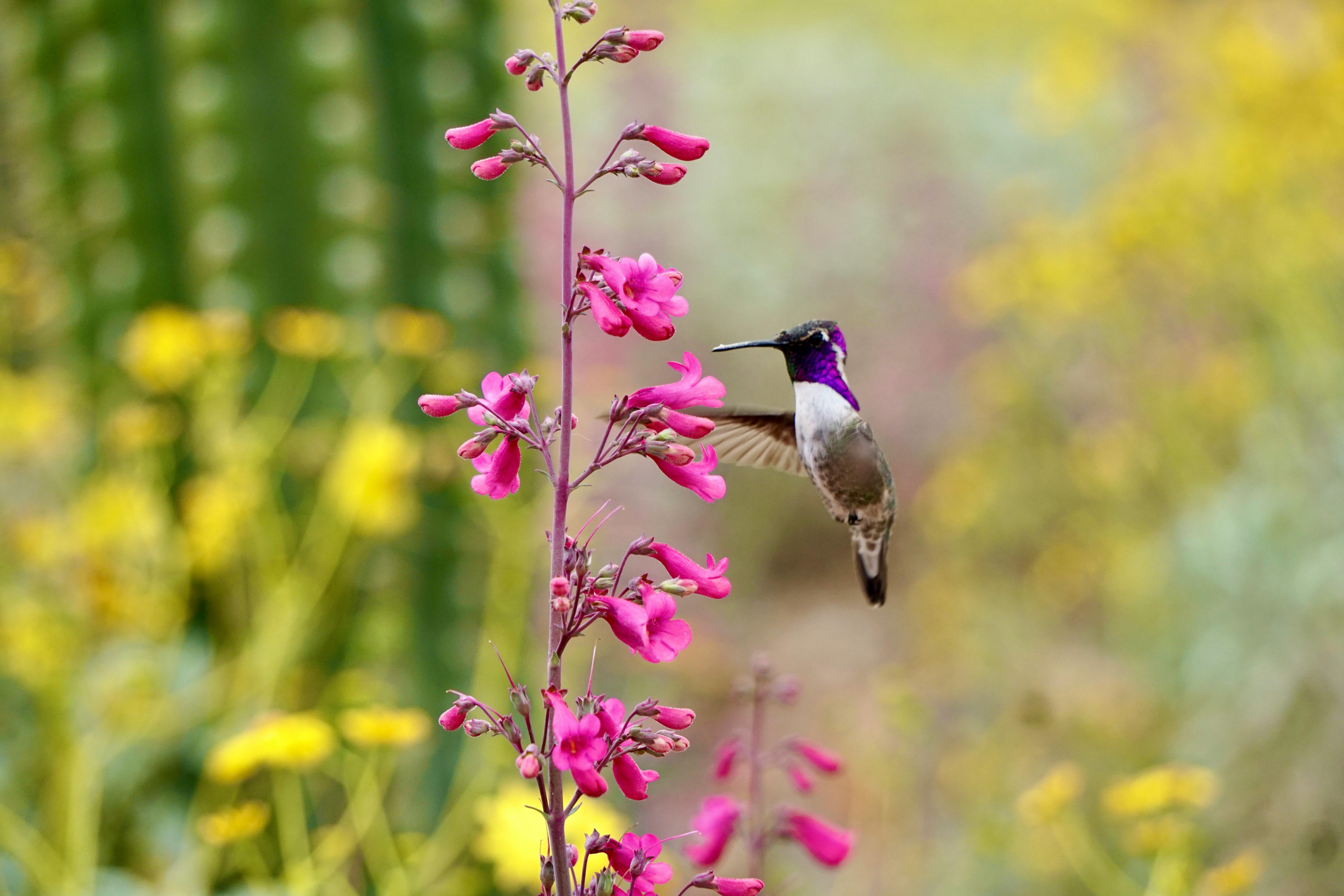 Desert 8 Photos & Videos Collected by Sarah Renkert