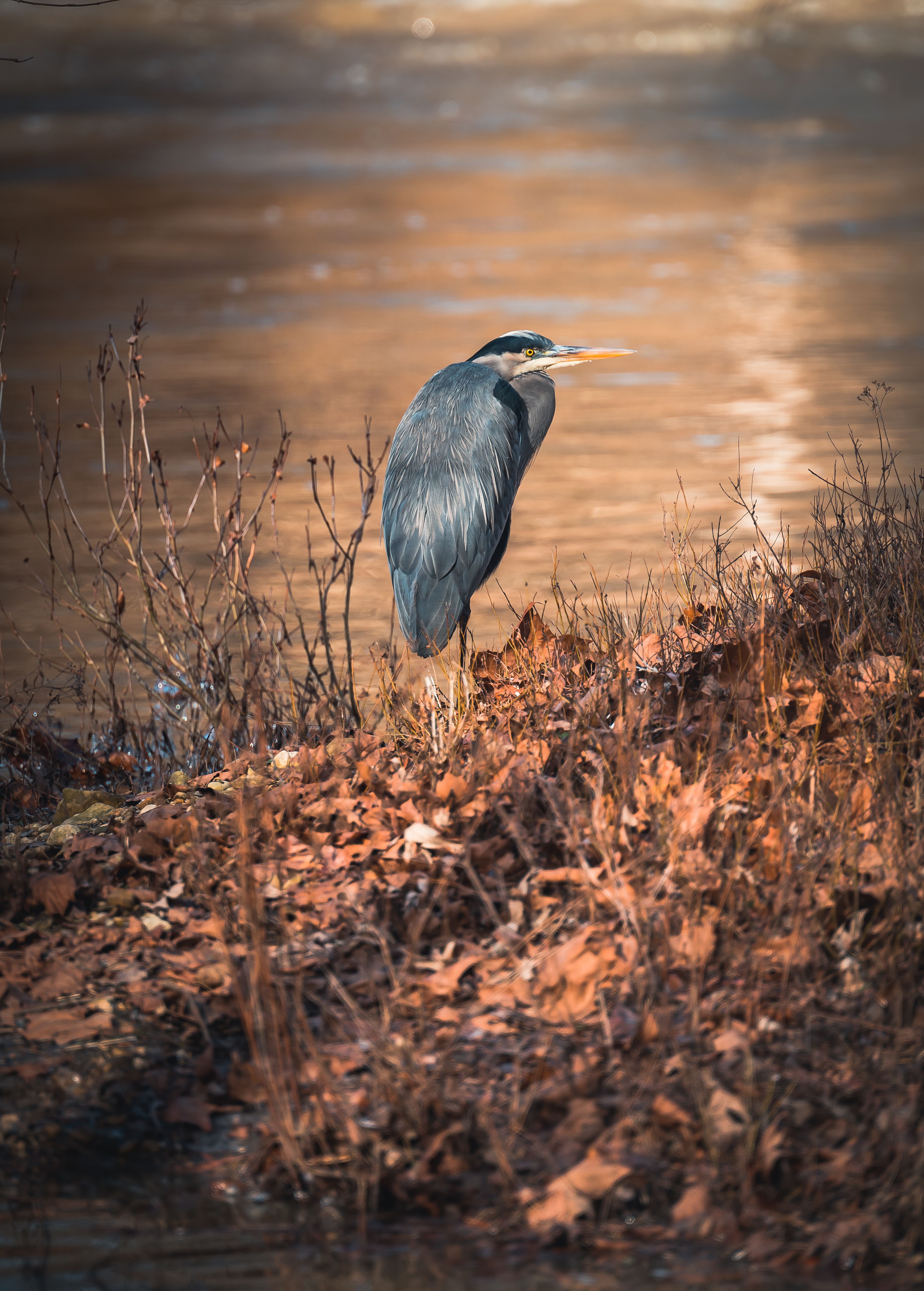 Photo of the Great Blue Heron · Free Stock Photo
