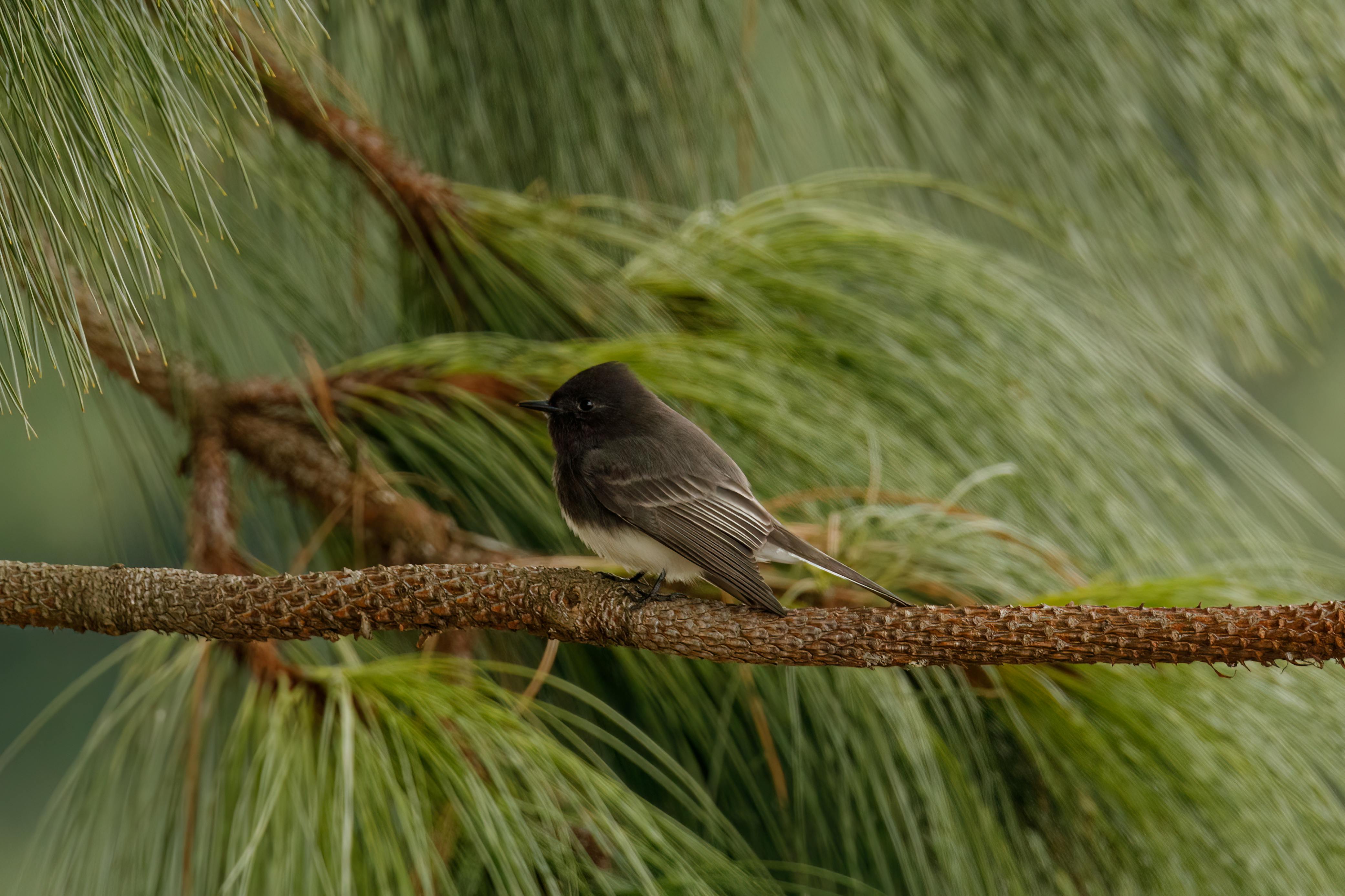 Close-up of a Black Phoebe Sitting on a Tree Branch · Free Stock Photo