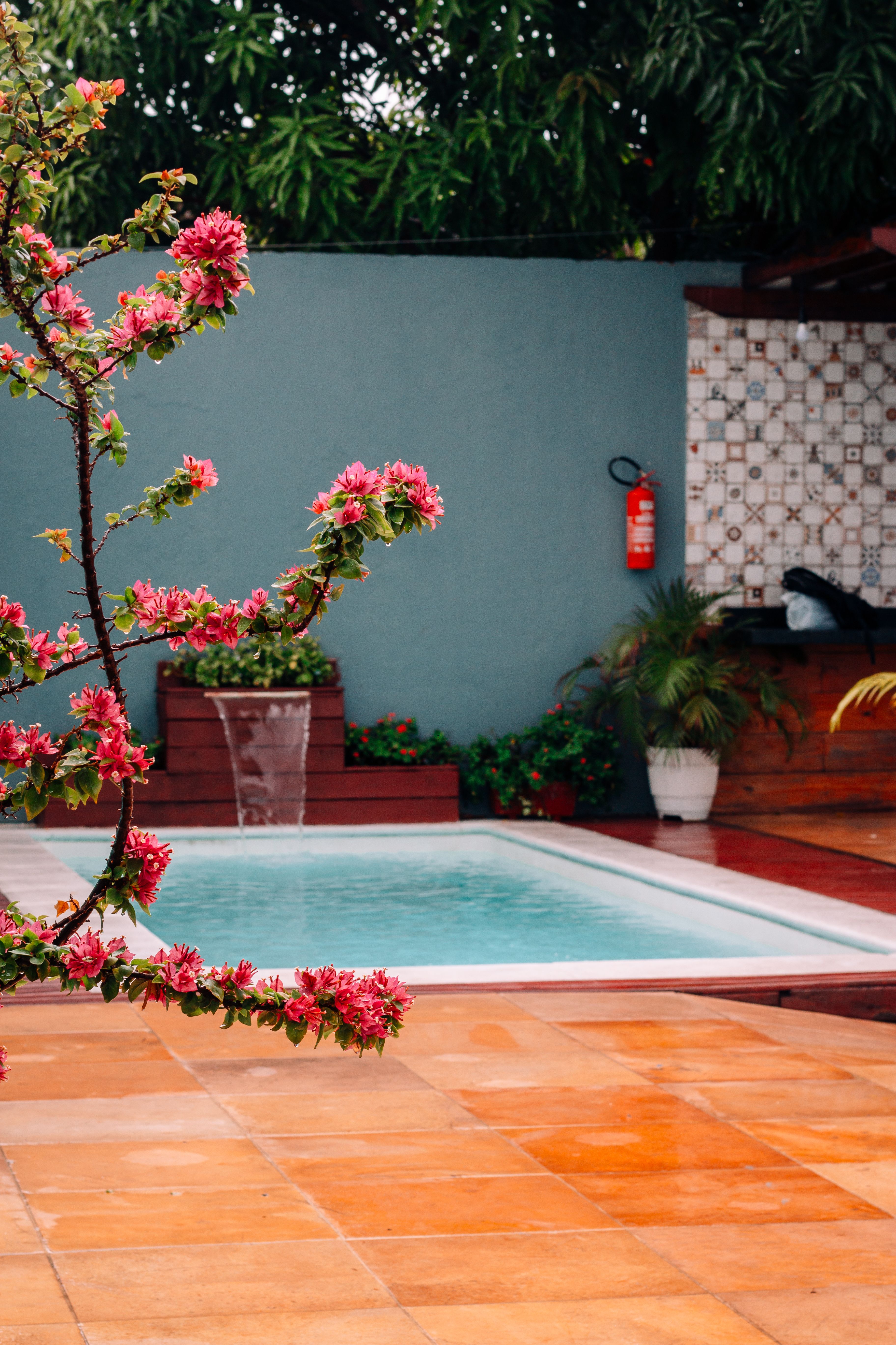 Flowering Plants Near a Swimming Pool · Free Stock Photo